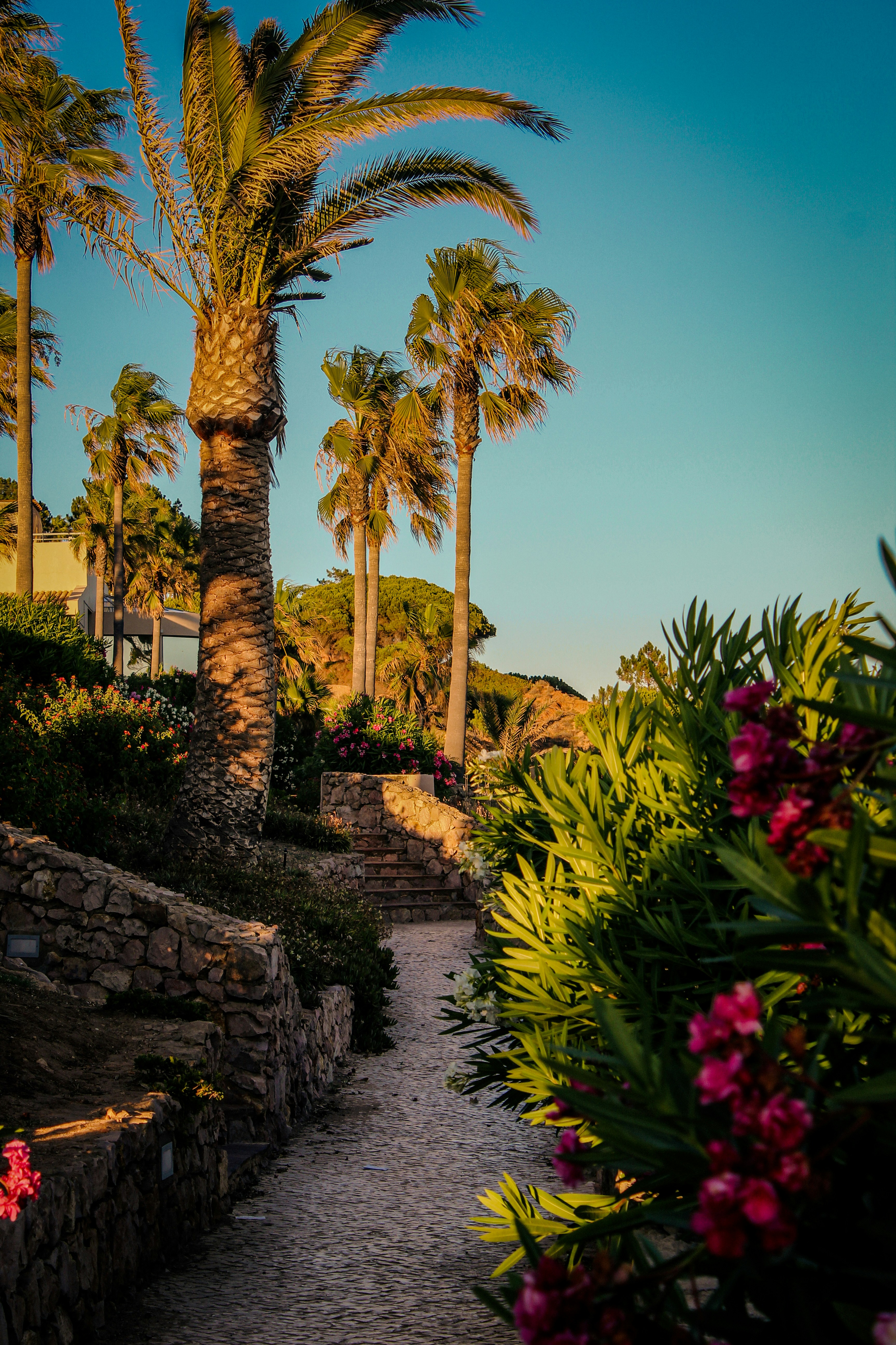 Sunlit Oasis Pathway Framed by Palm and Bougainvillea