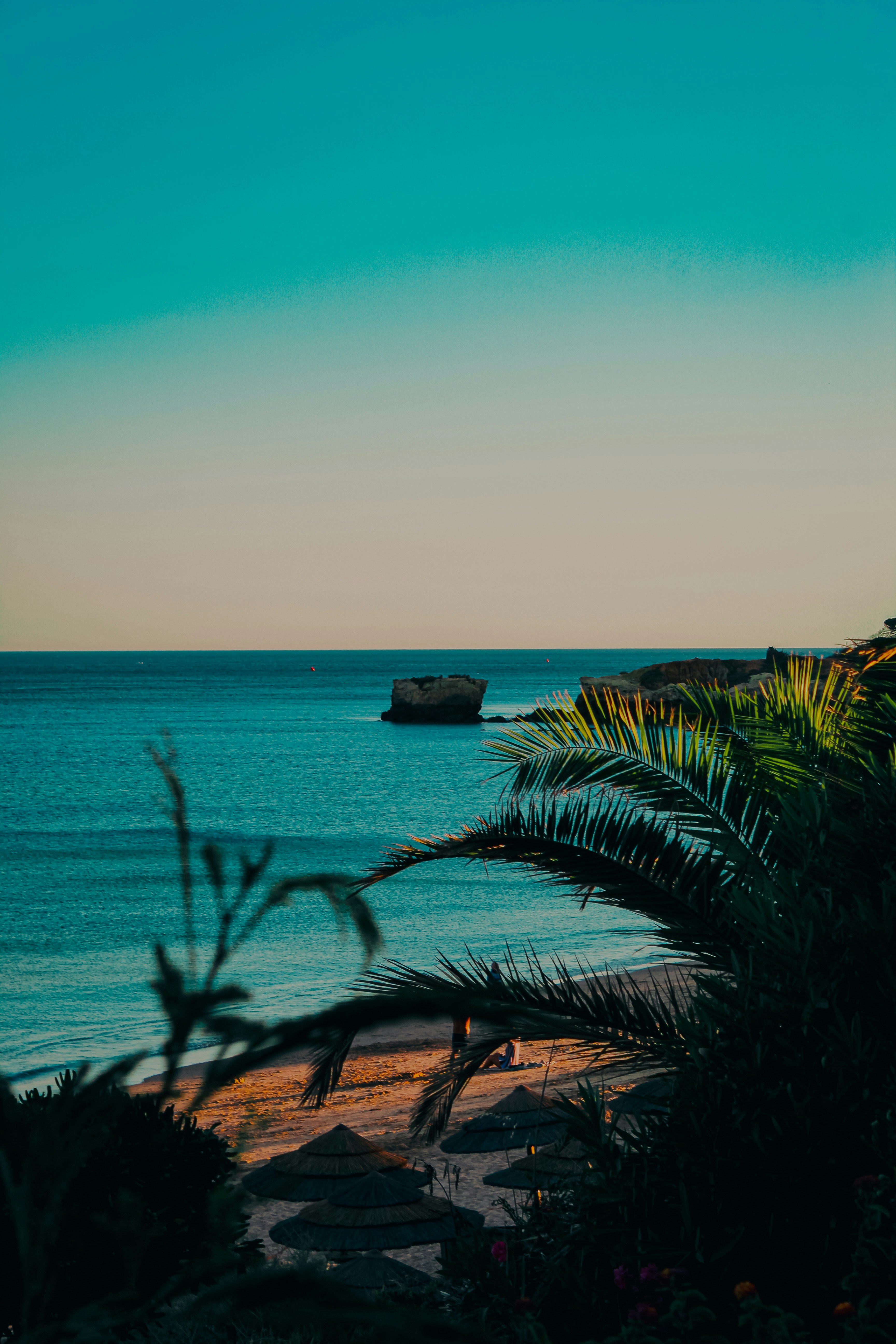 Sunlit Tides and Shadowed Palms