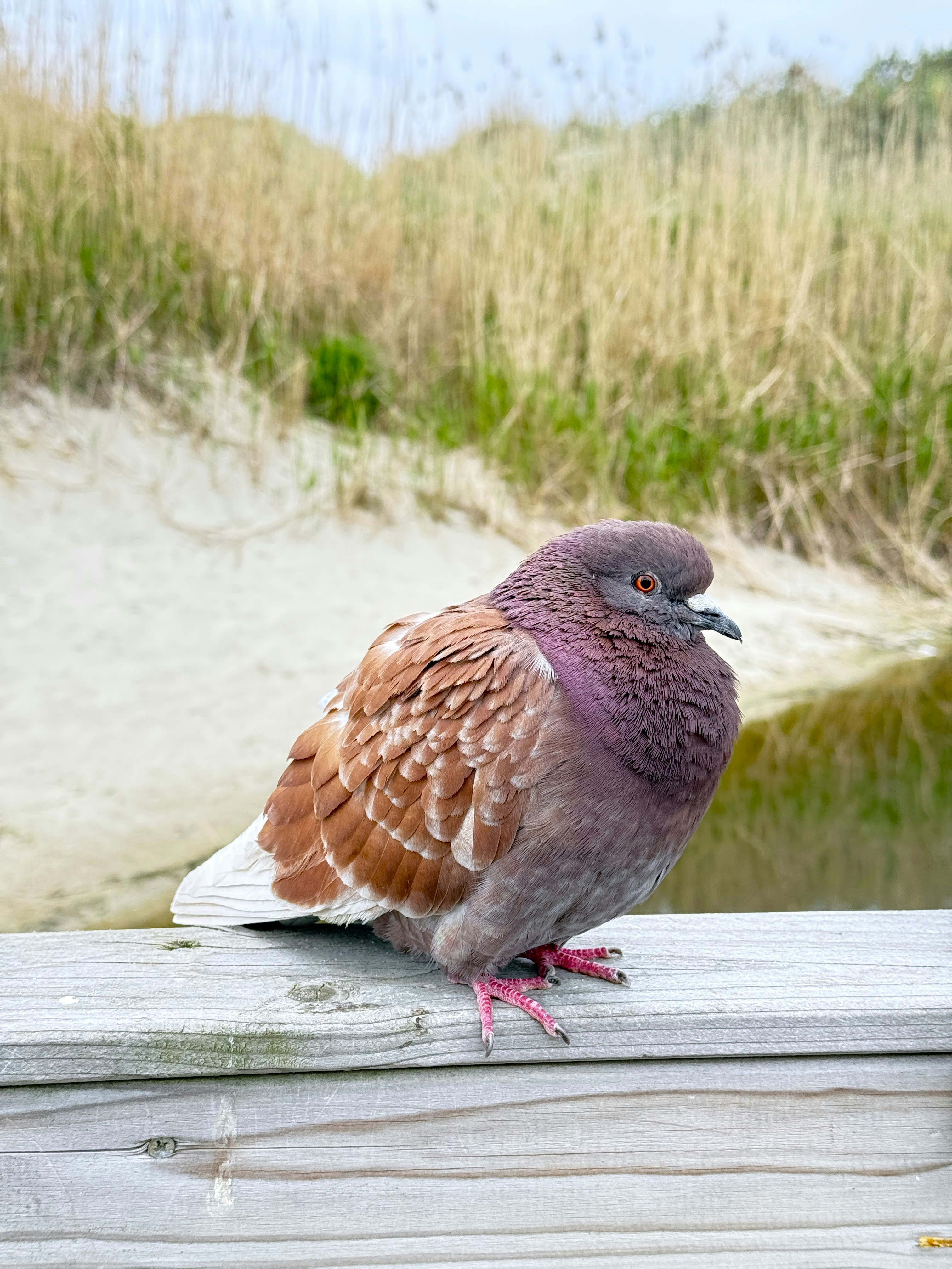 Dusty-rose Pigeon at Dune Edge