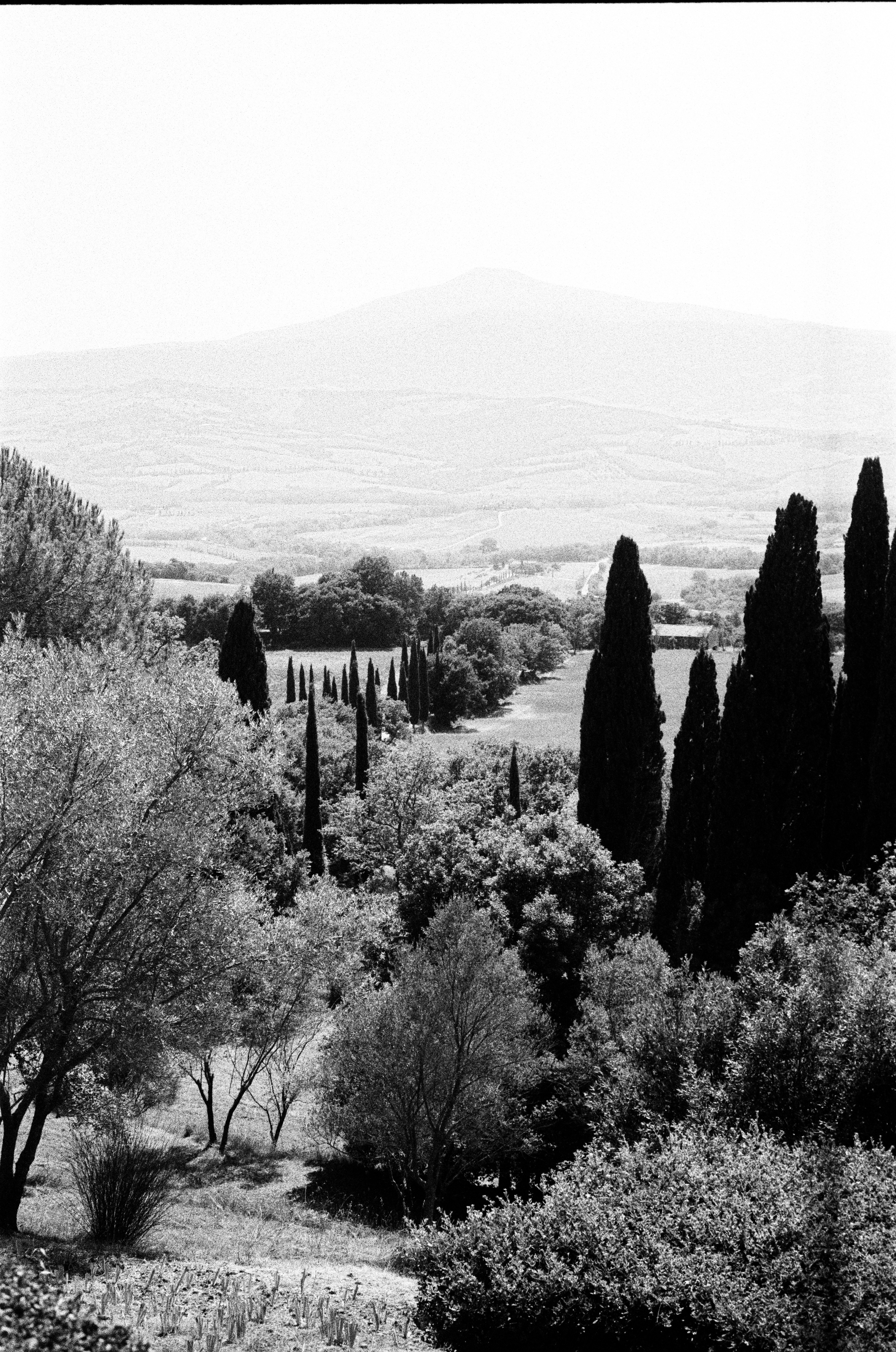 Line of cypress trees recede toward a hazy distant hilltop, with olive and deciduous trees in the foreground and a pale landscape beyond.