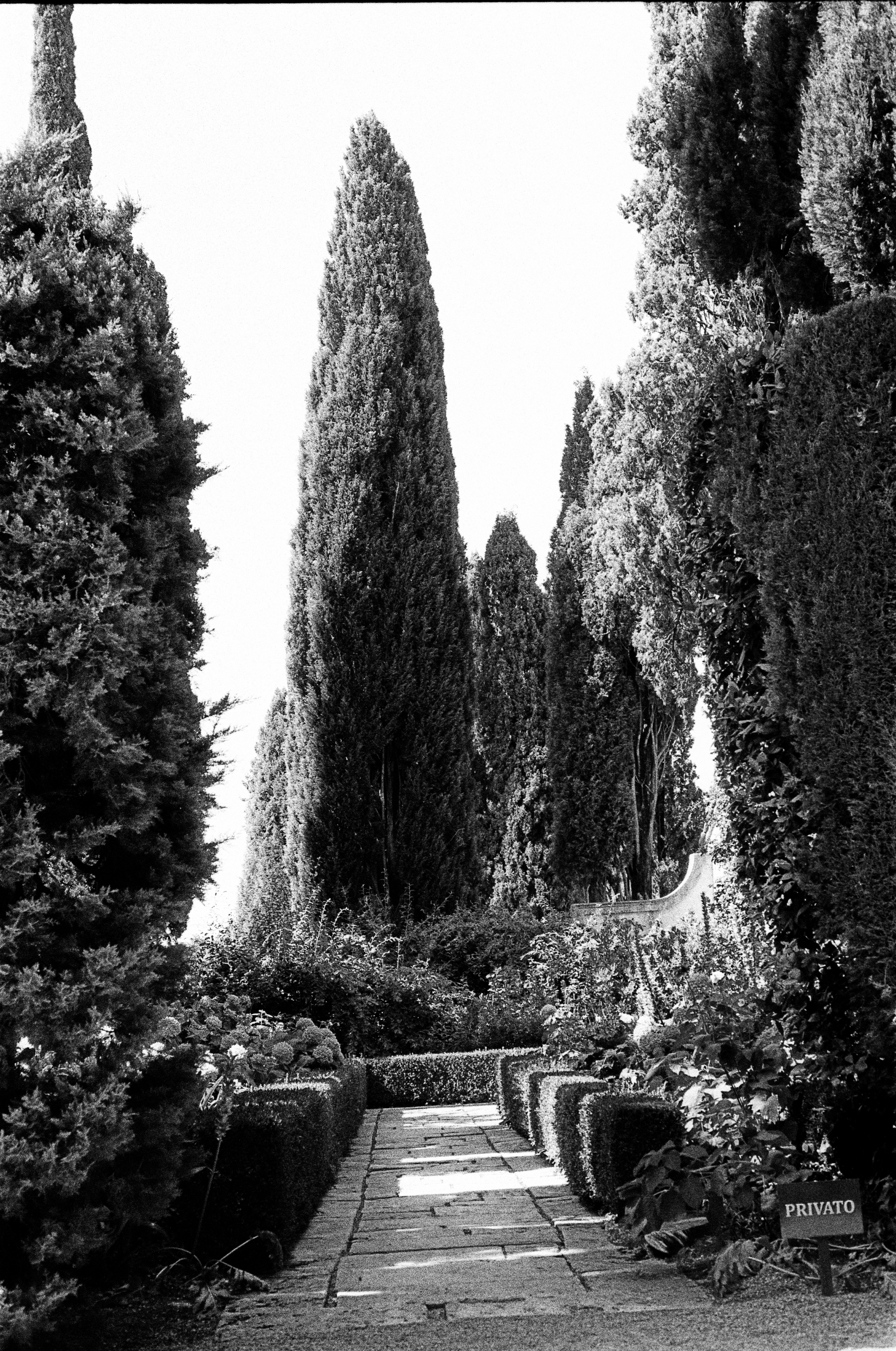 Cypress alley to a sunlit horizon