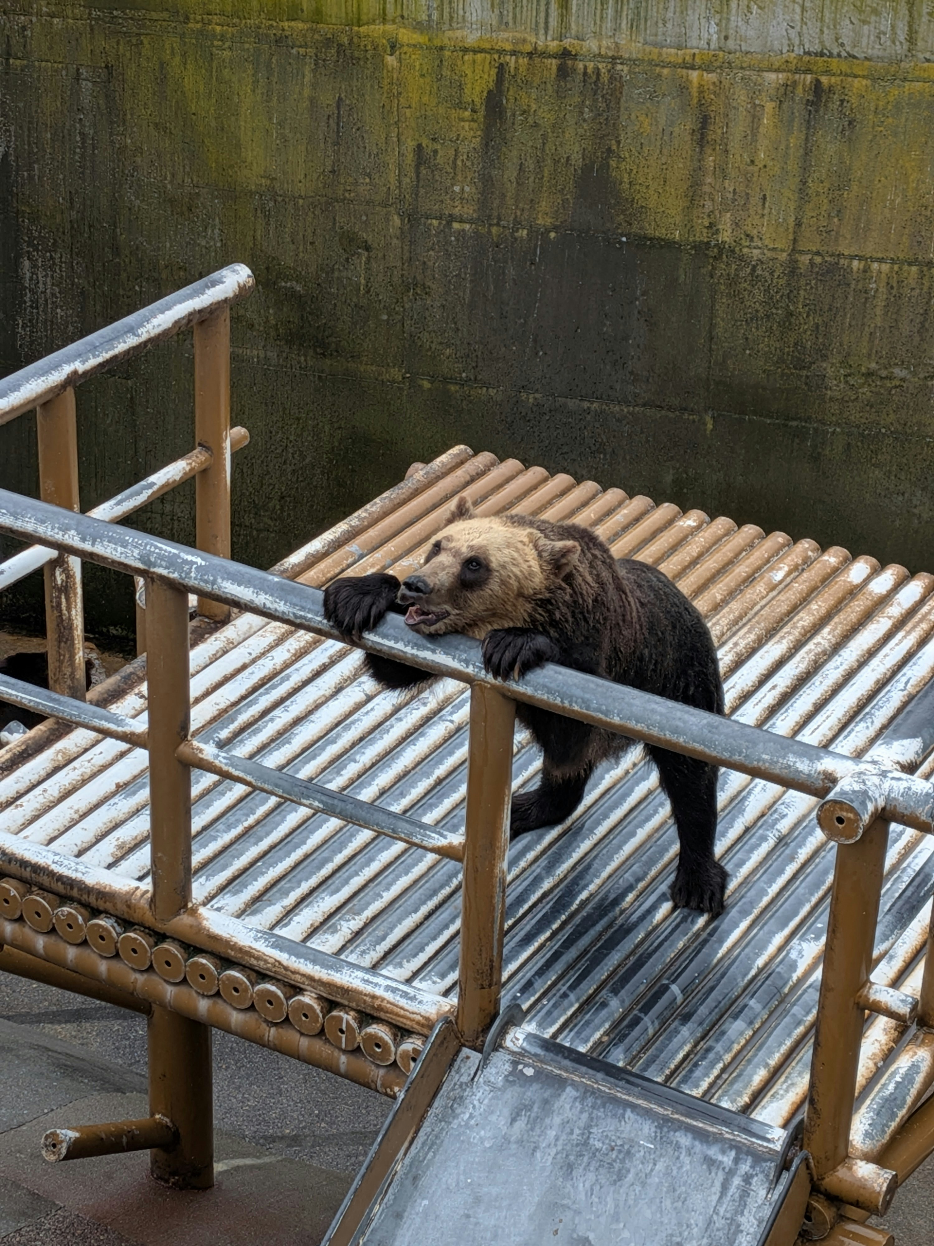 Curious Bear Cub Reaching Over a Rusted Barrier
