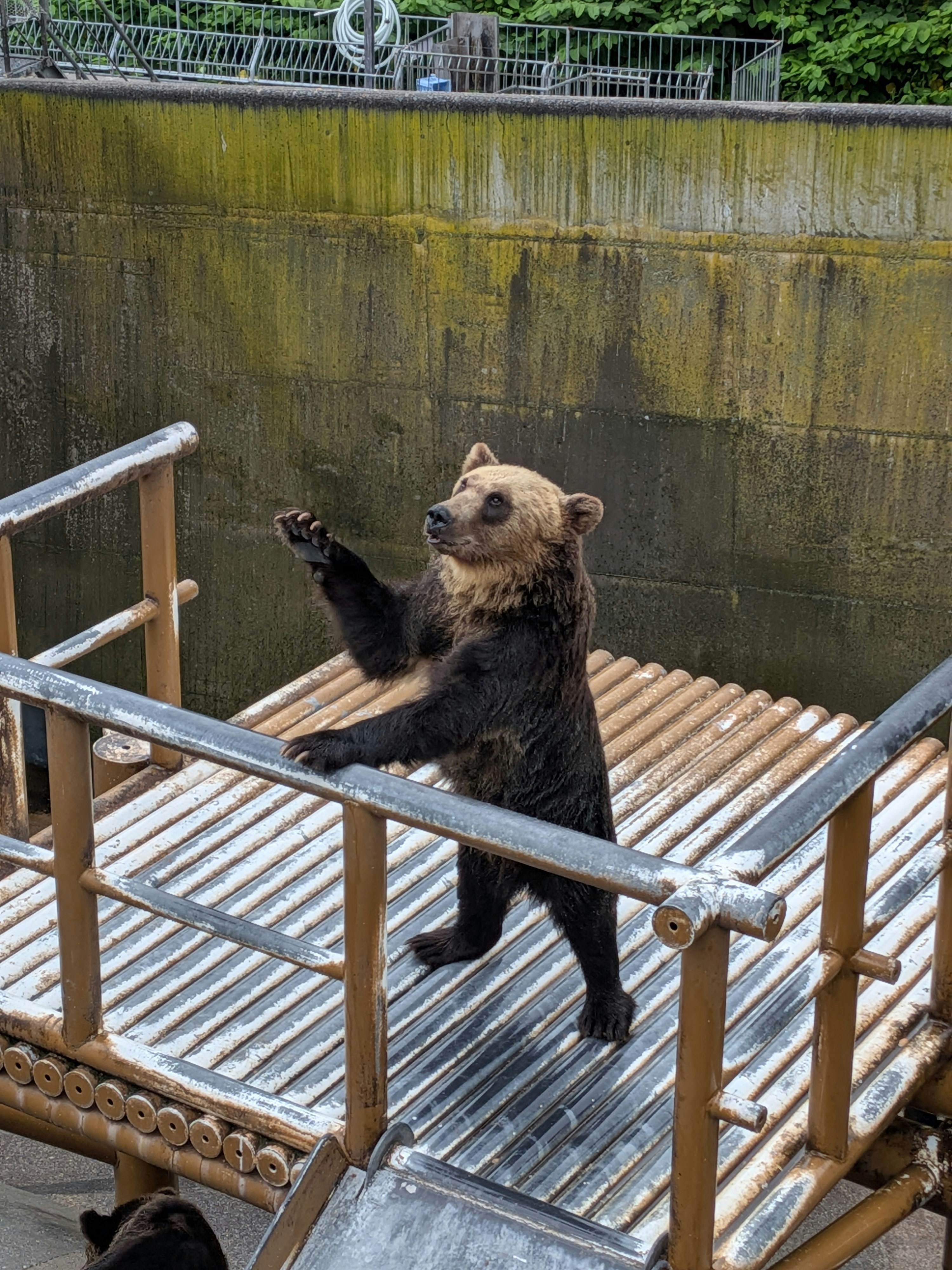 Curious Brown Bear on a Metal Plank Stage