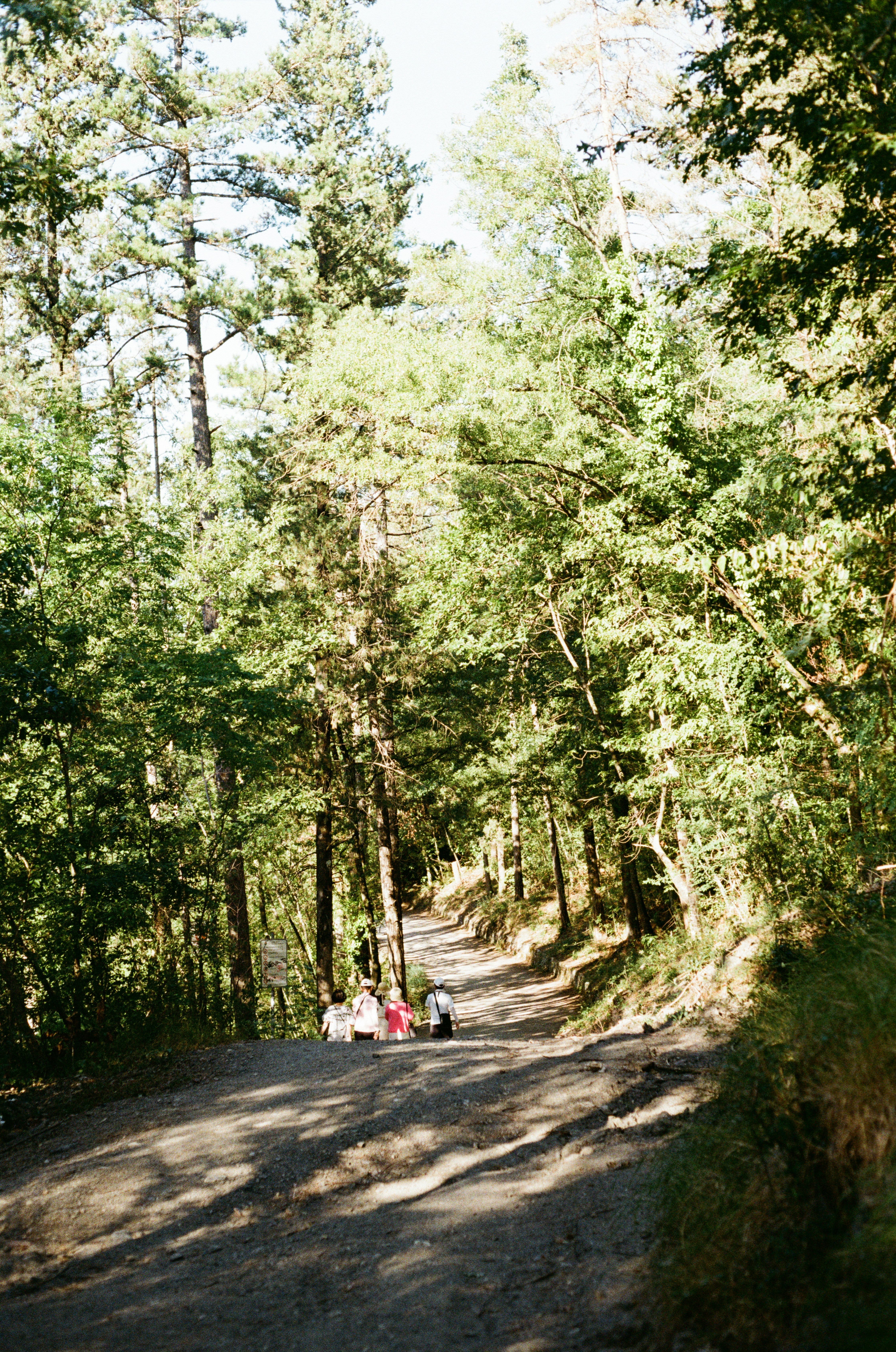 Sunlit Forest Path: A Family Walk Beneath Green Canopies