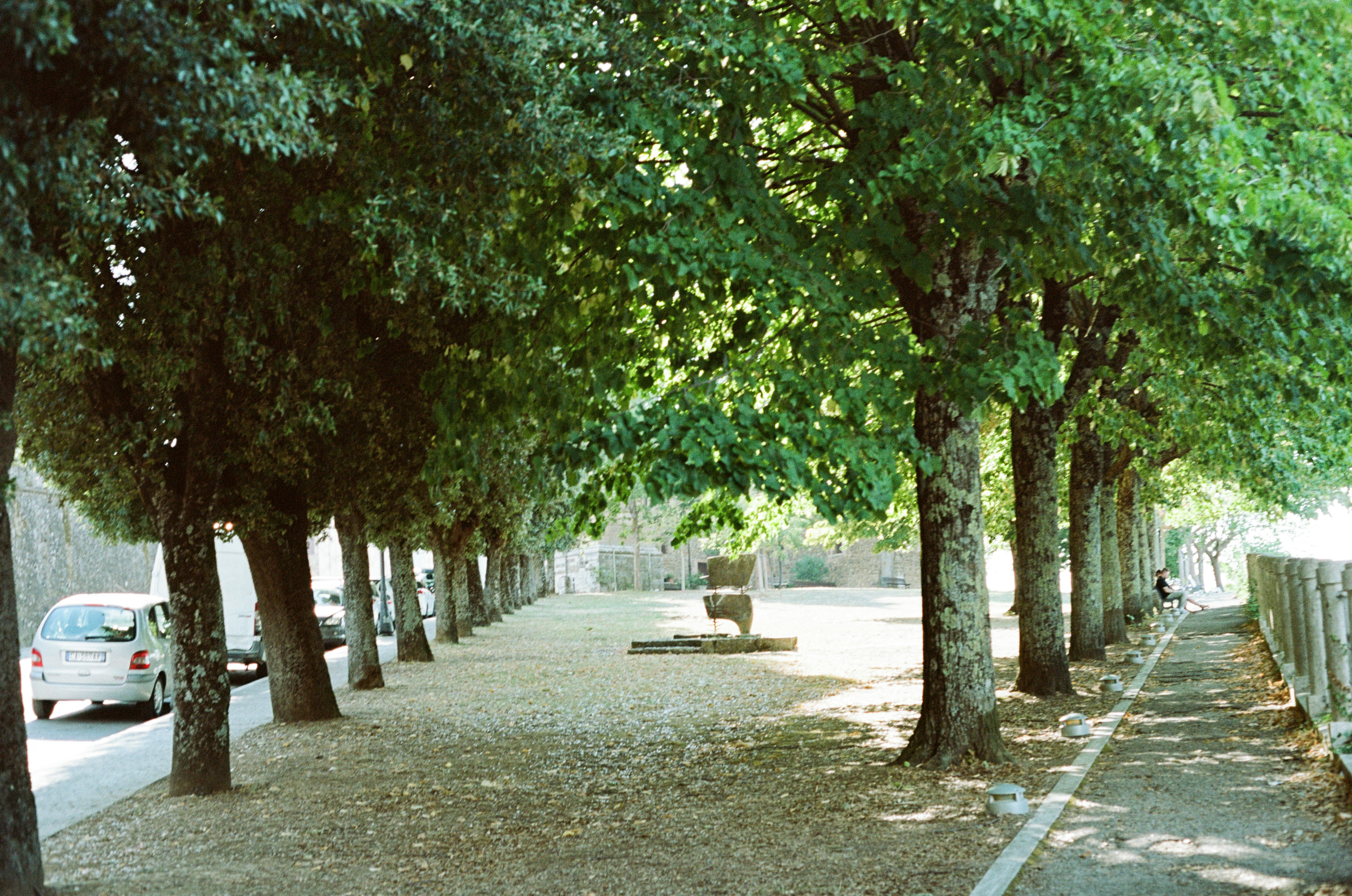 Evening Avenue of Trees: A Calm Corridor Between Shadows