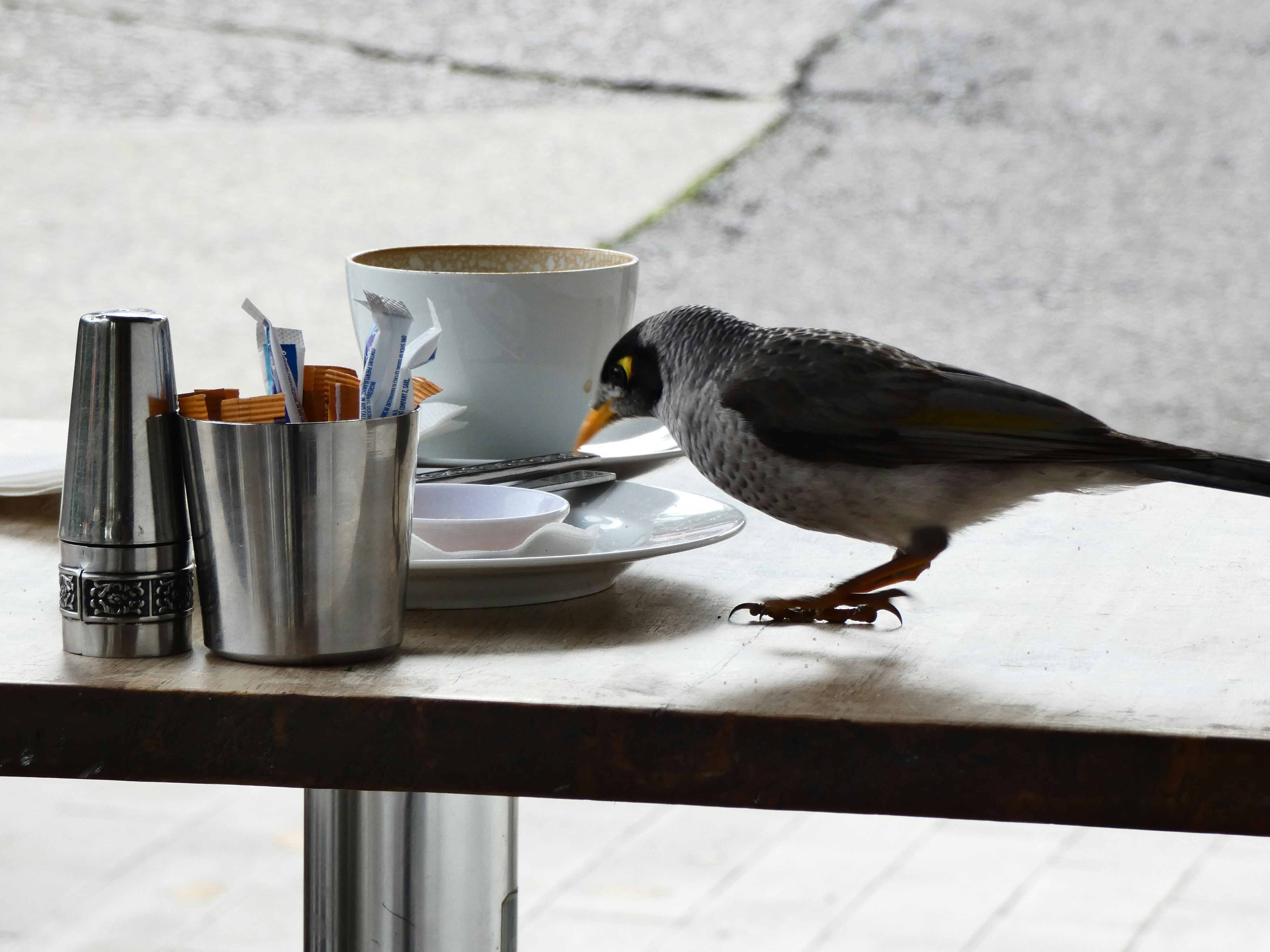 Dining with a Watchful Visitor: A Sparrow Nearby the Café Table