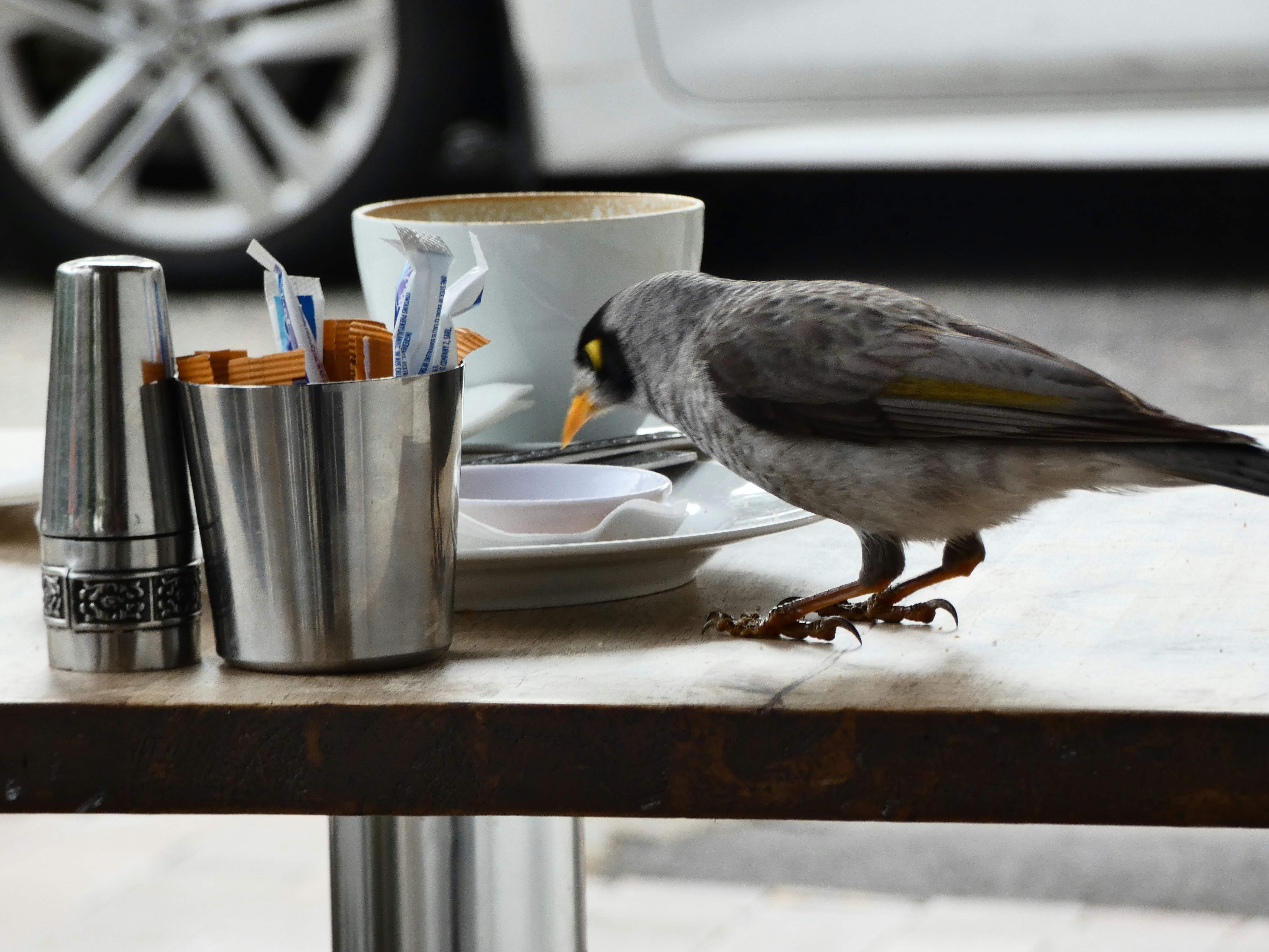 Foraging Sparrow at a Café Table