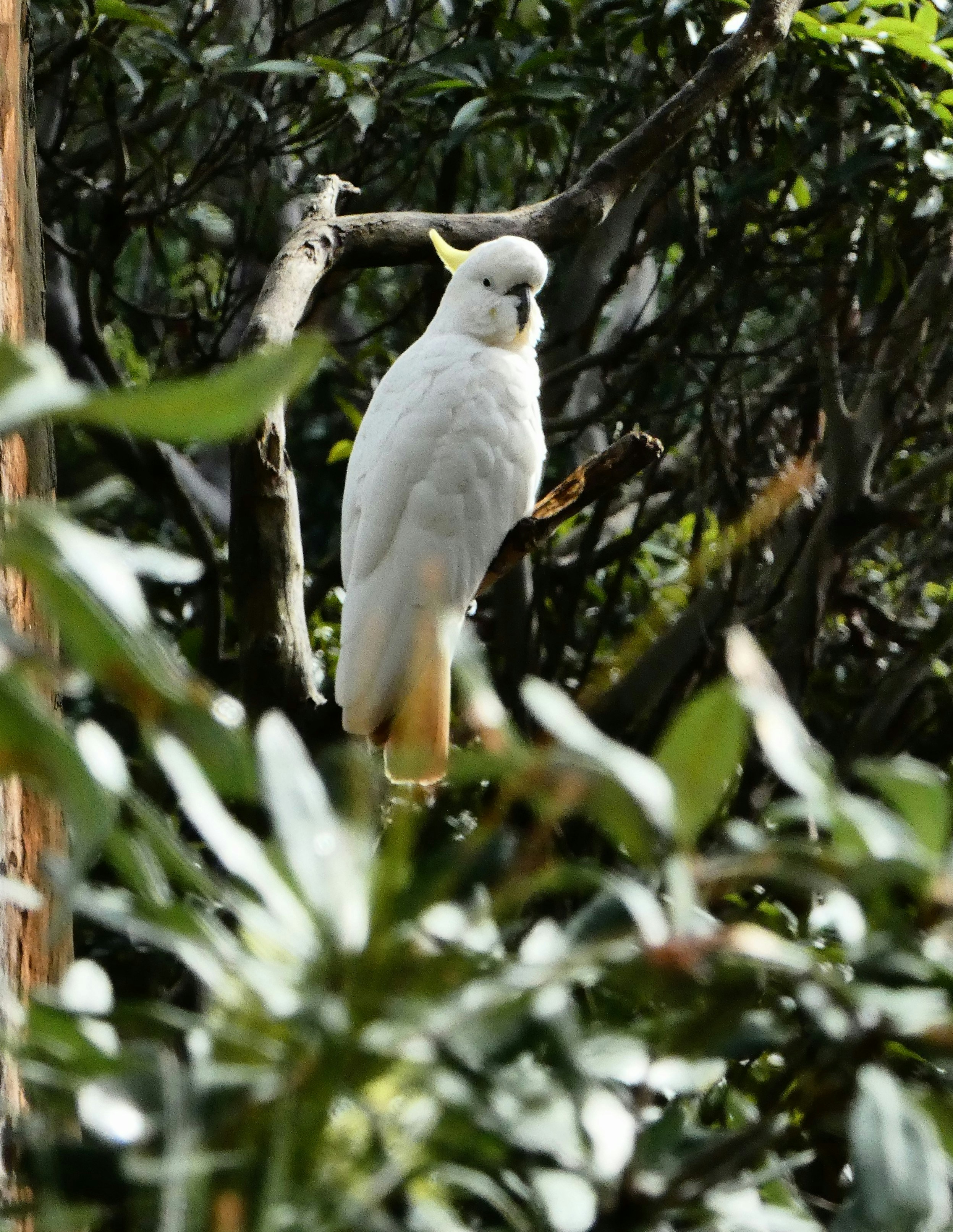 White Egret in Dense Greenery: A Quiet Perch Amidst Branches