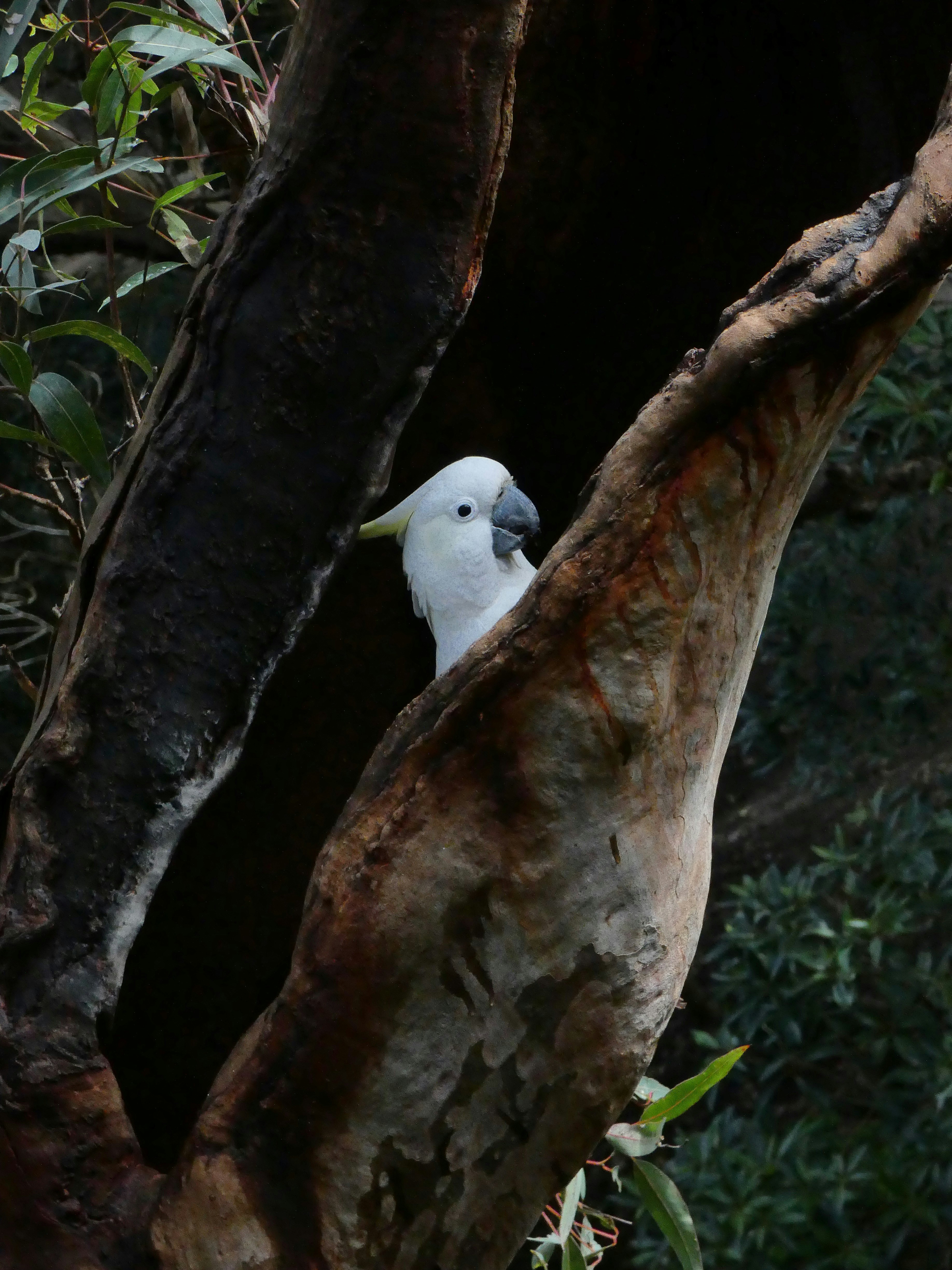 Peeking Pearl-Crest Parrot in the Tree Trunk Cascade