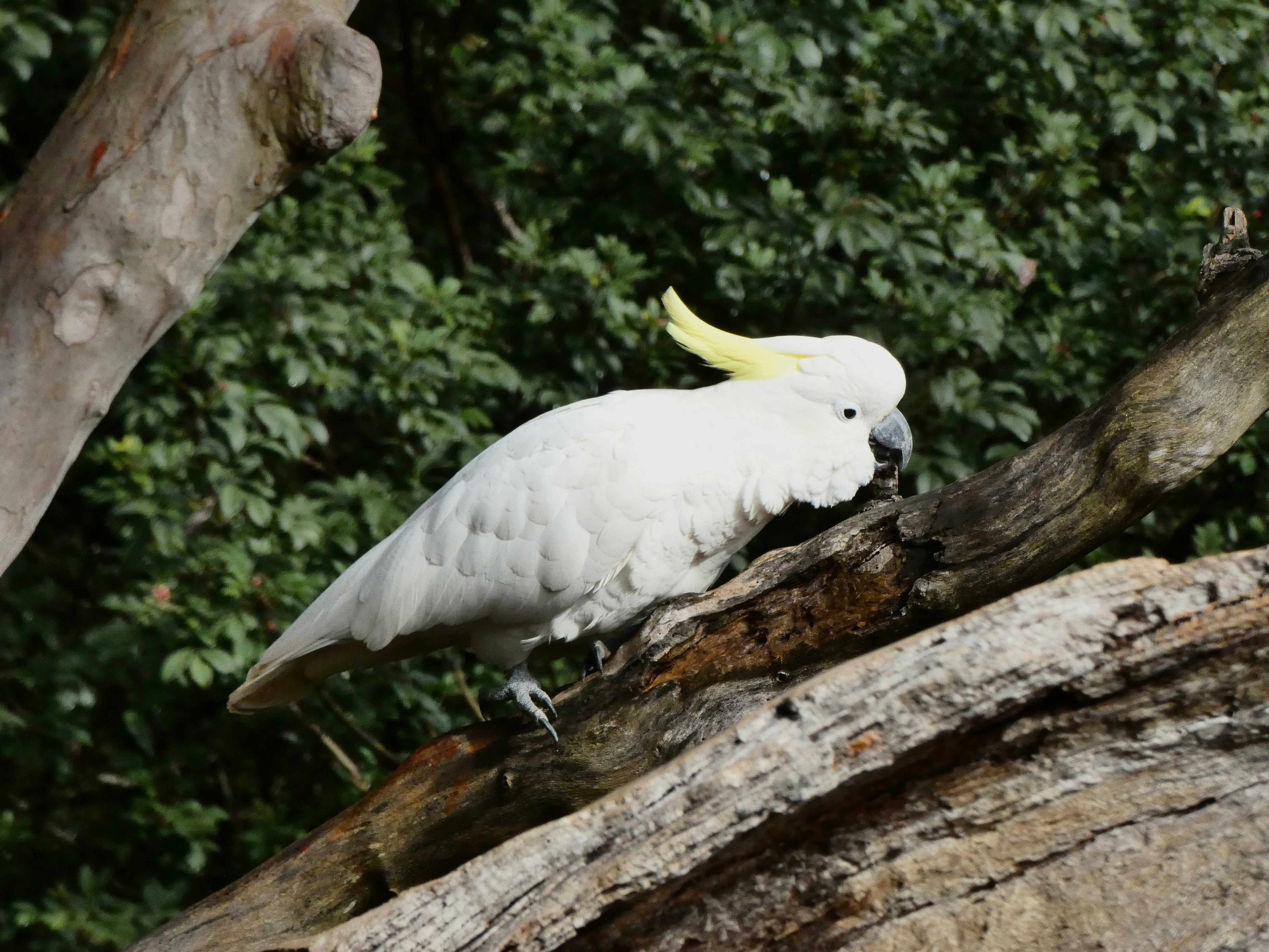 White Cockatoo on a Sunlit Branch: A Quiet Forest Rest