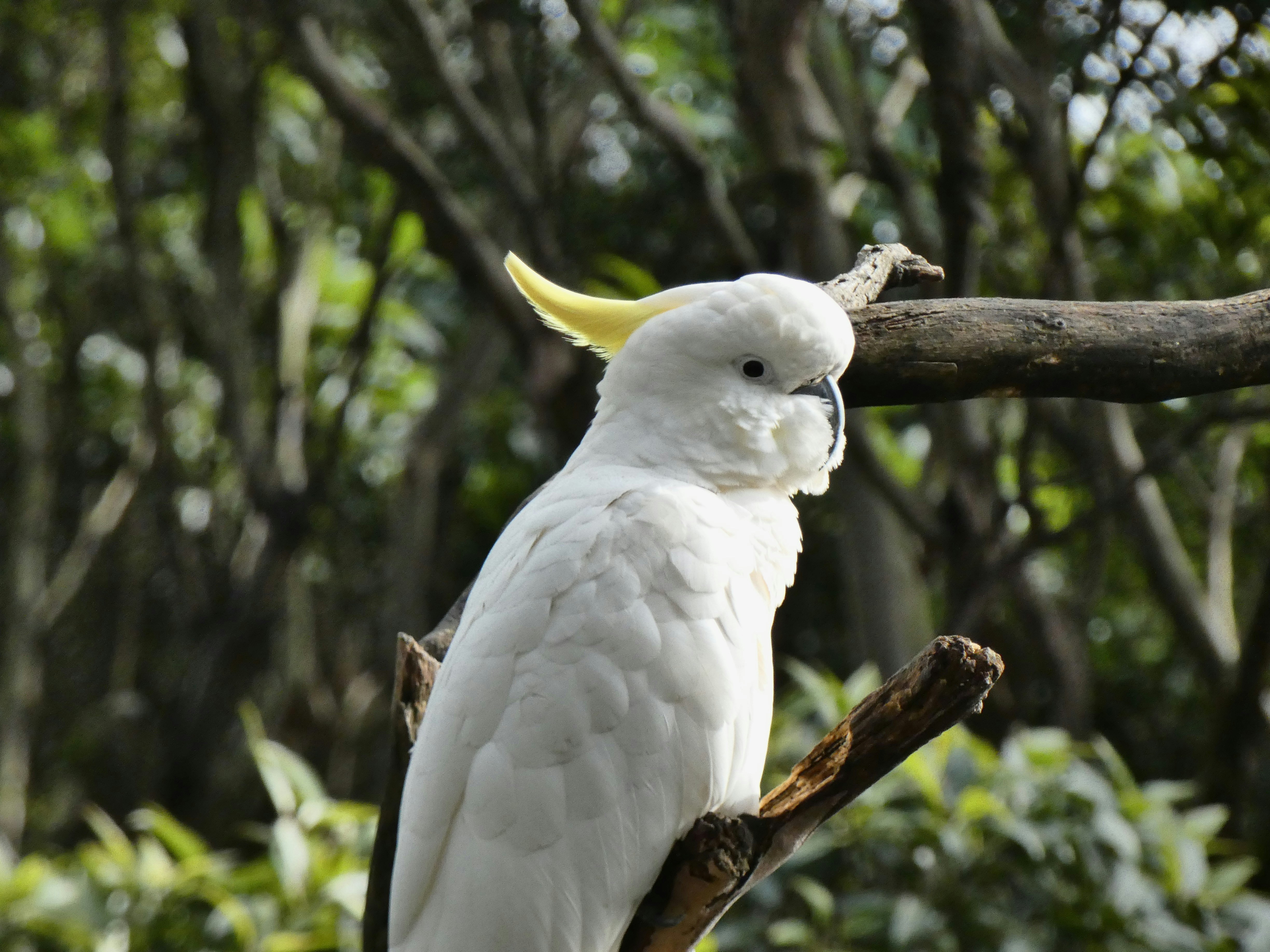 Snowcrest Regent: a white cockatoo perched in dappled shade