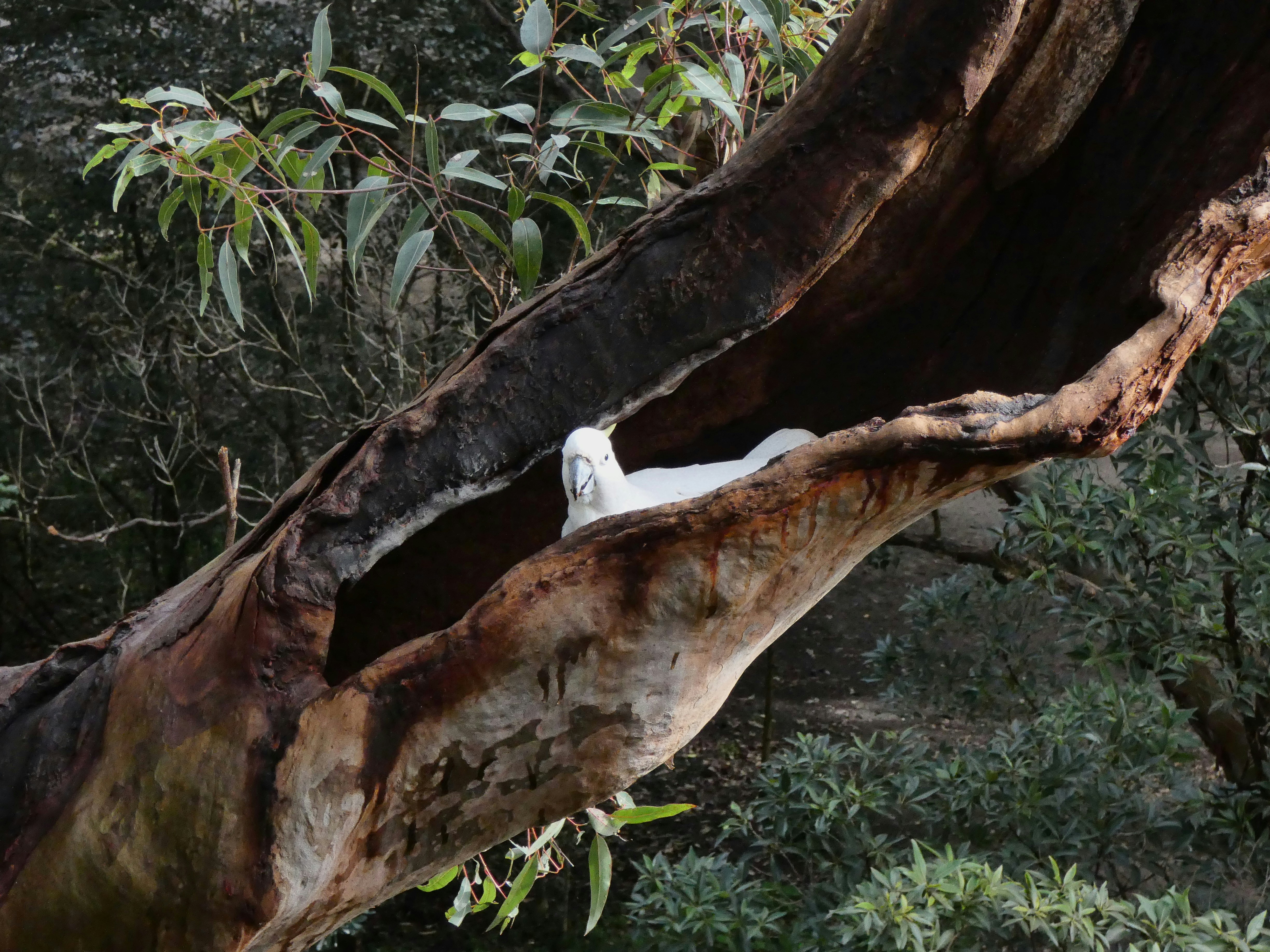 A White Bird Resting Inside a Gnarled Tree Hollow