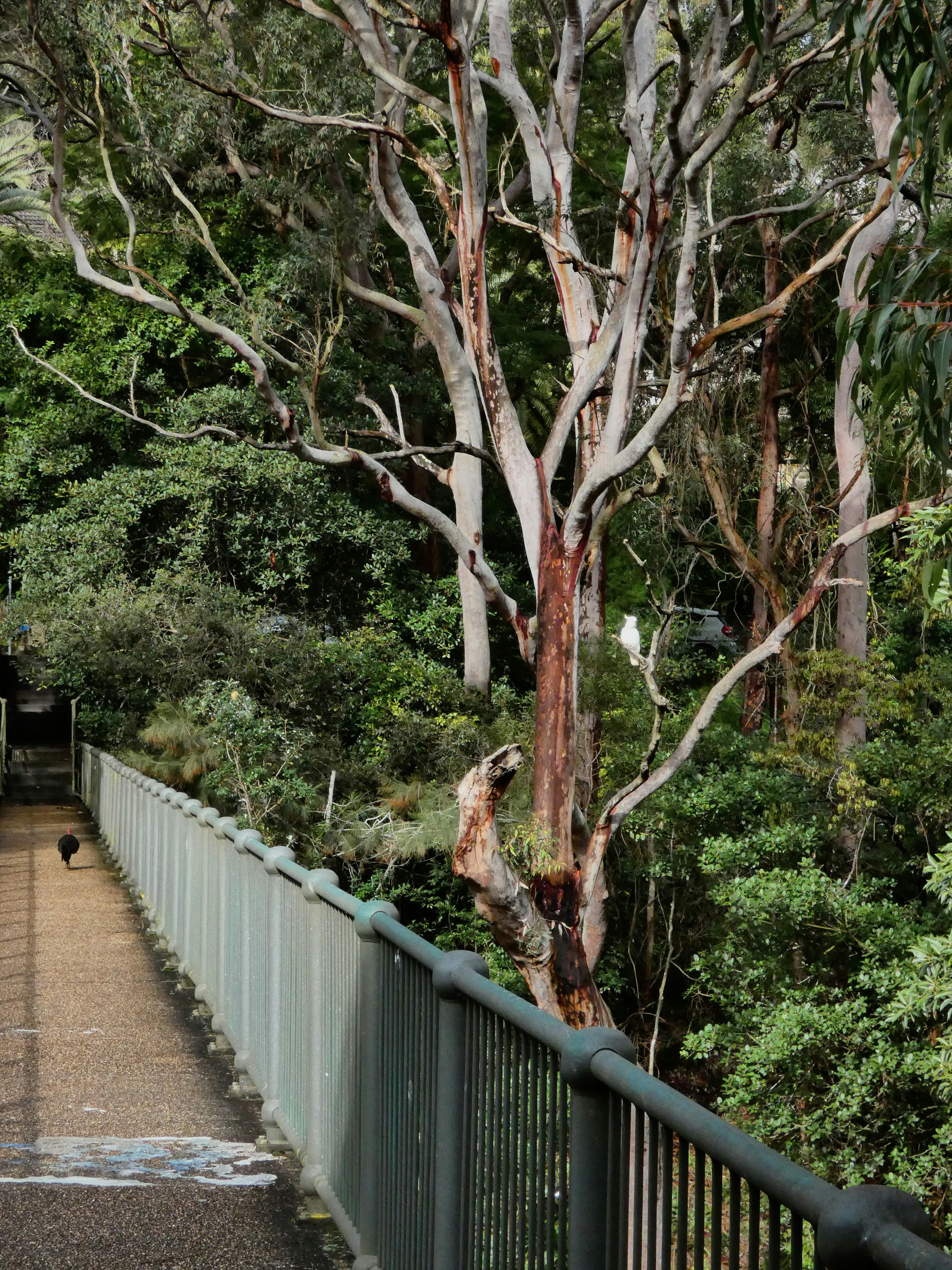 Bridge Overlooking a Verdant Vale with Leafy Trees