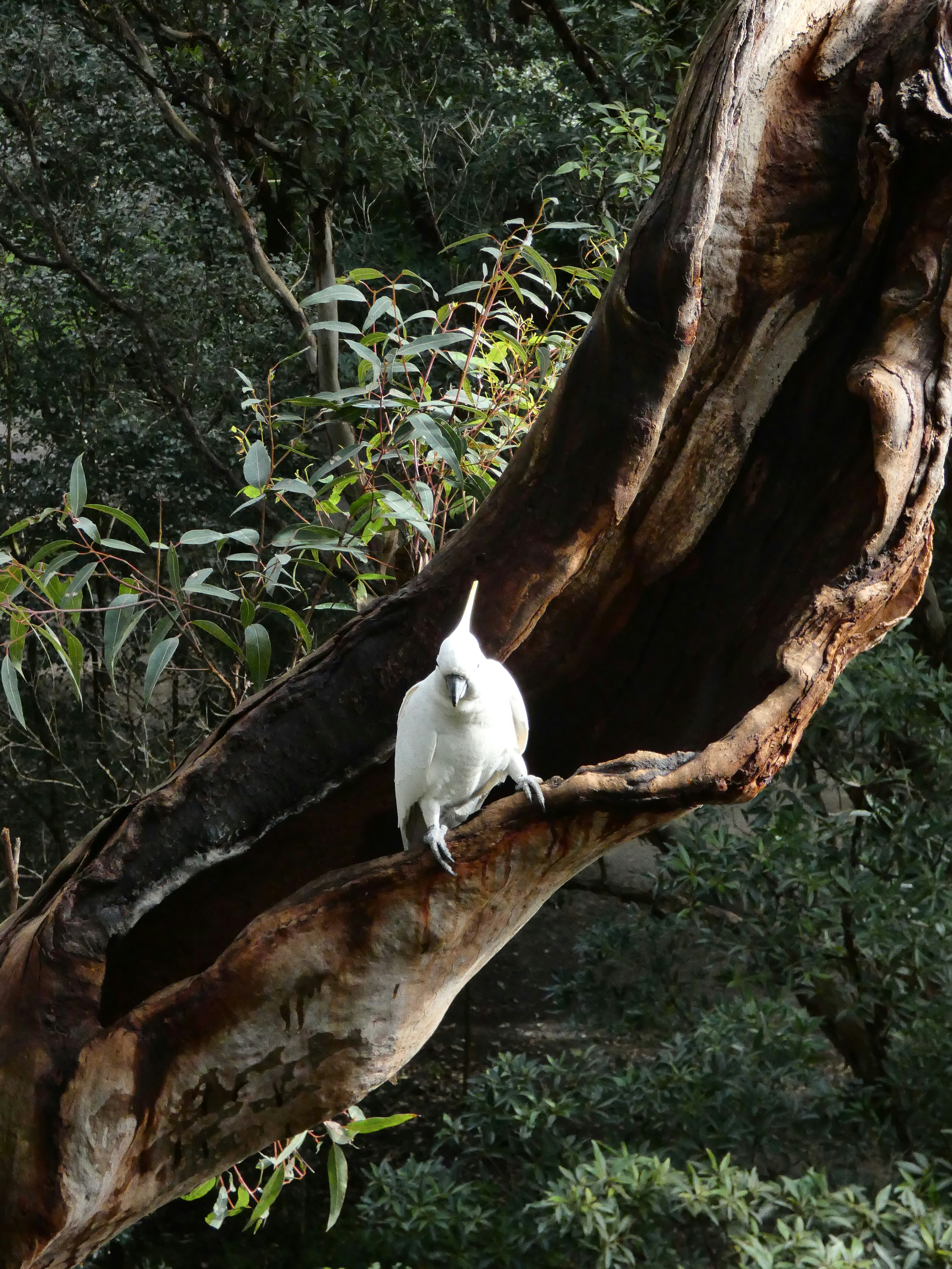 White Cockatoo Perched in a Gnarled Tree Hollow