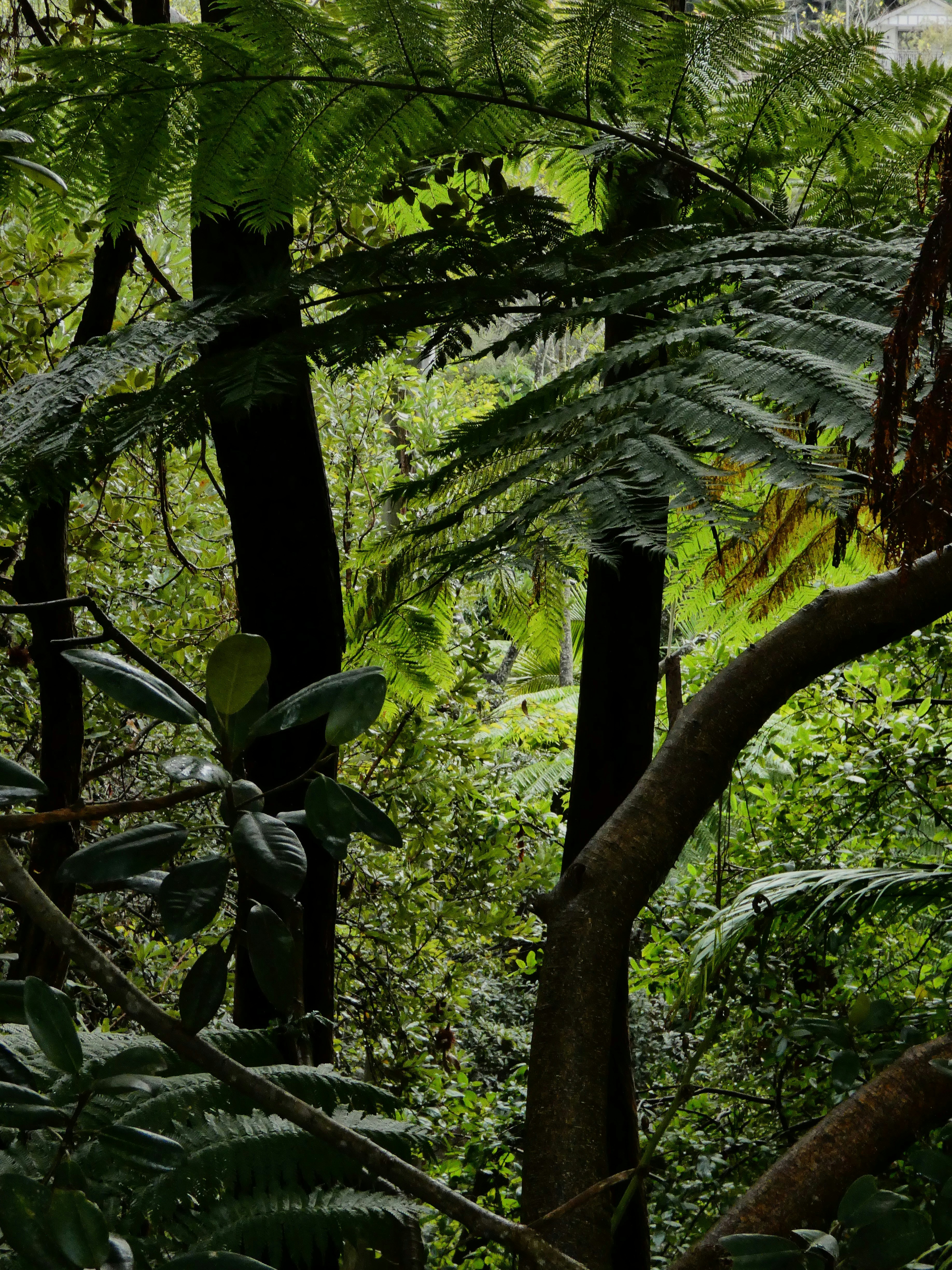 Emerald Canopy: Ferns and Trunks in a Quiet Green Scene