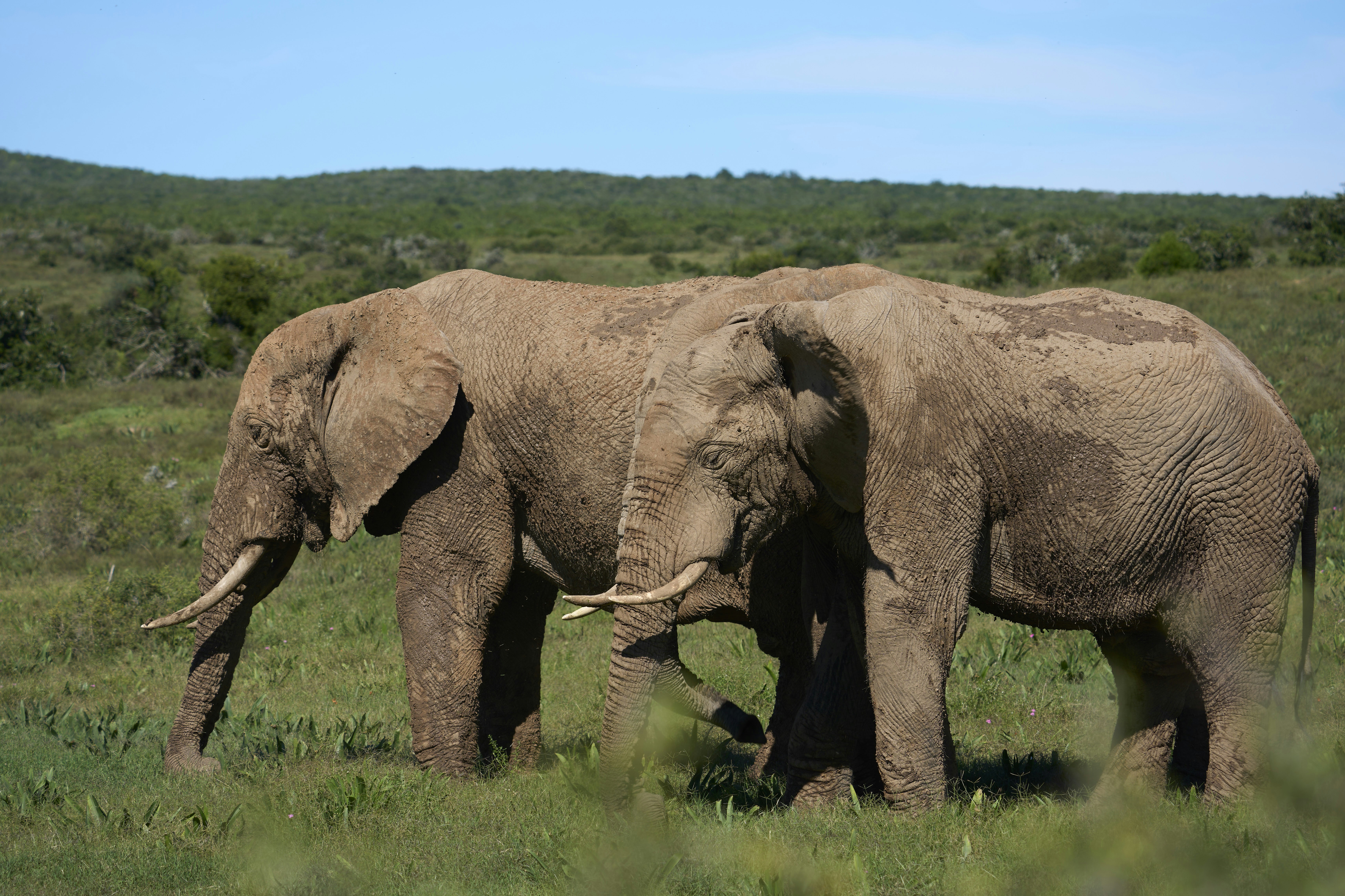 Cooperative Giants: Twin Elephants in Sunlit Plains