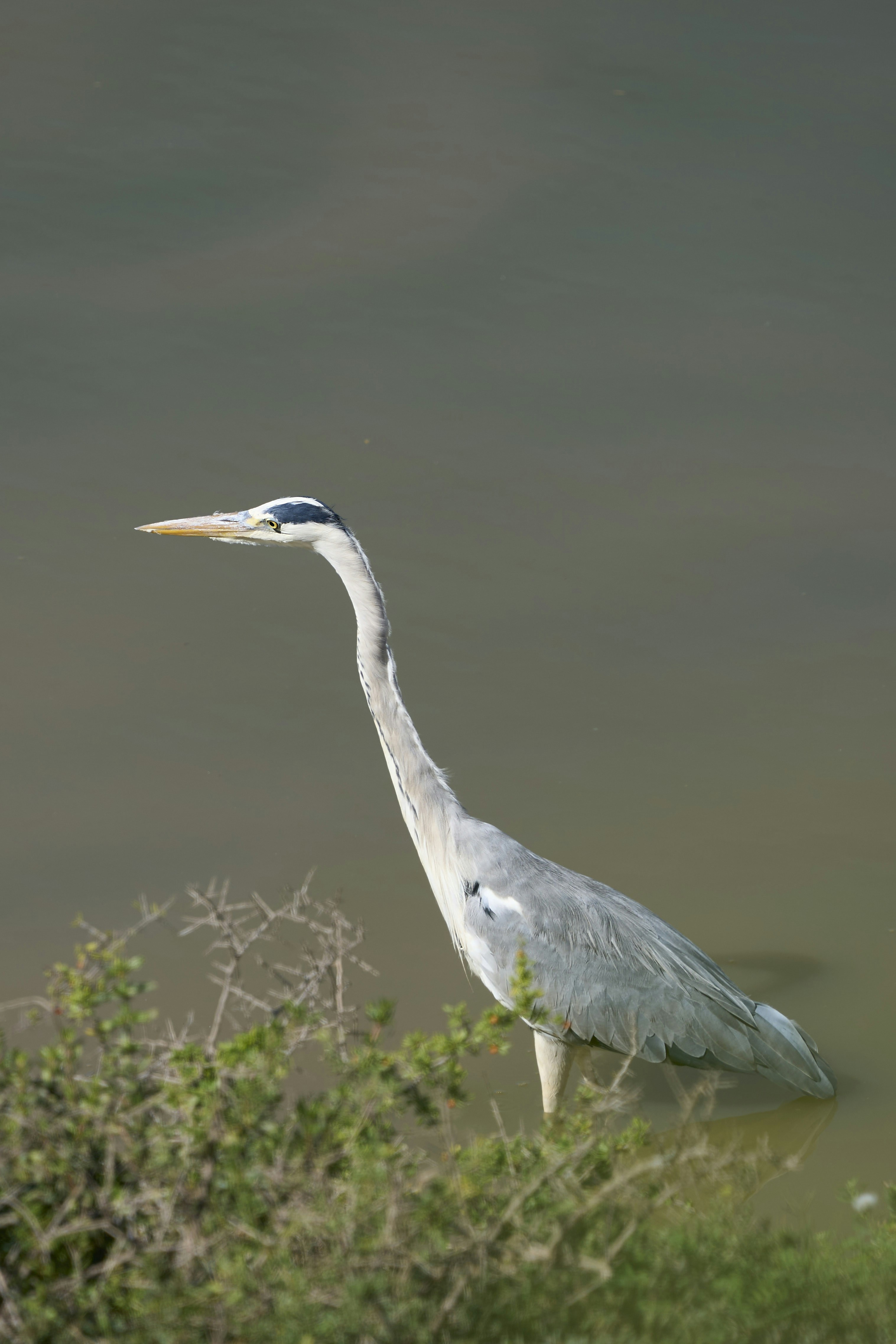 Mid-Stride Blue Heron: Graceful Stare Over Shallow Waters
