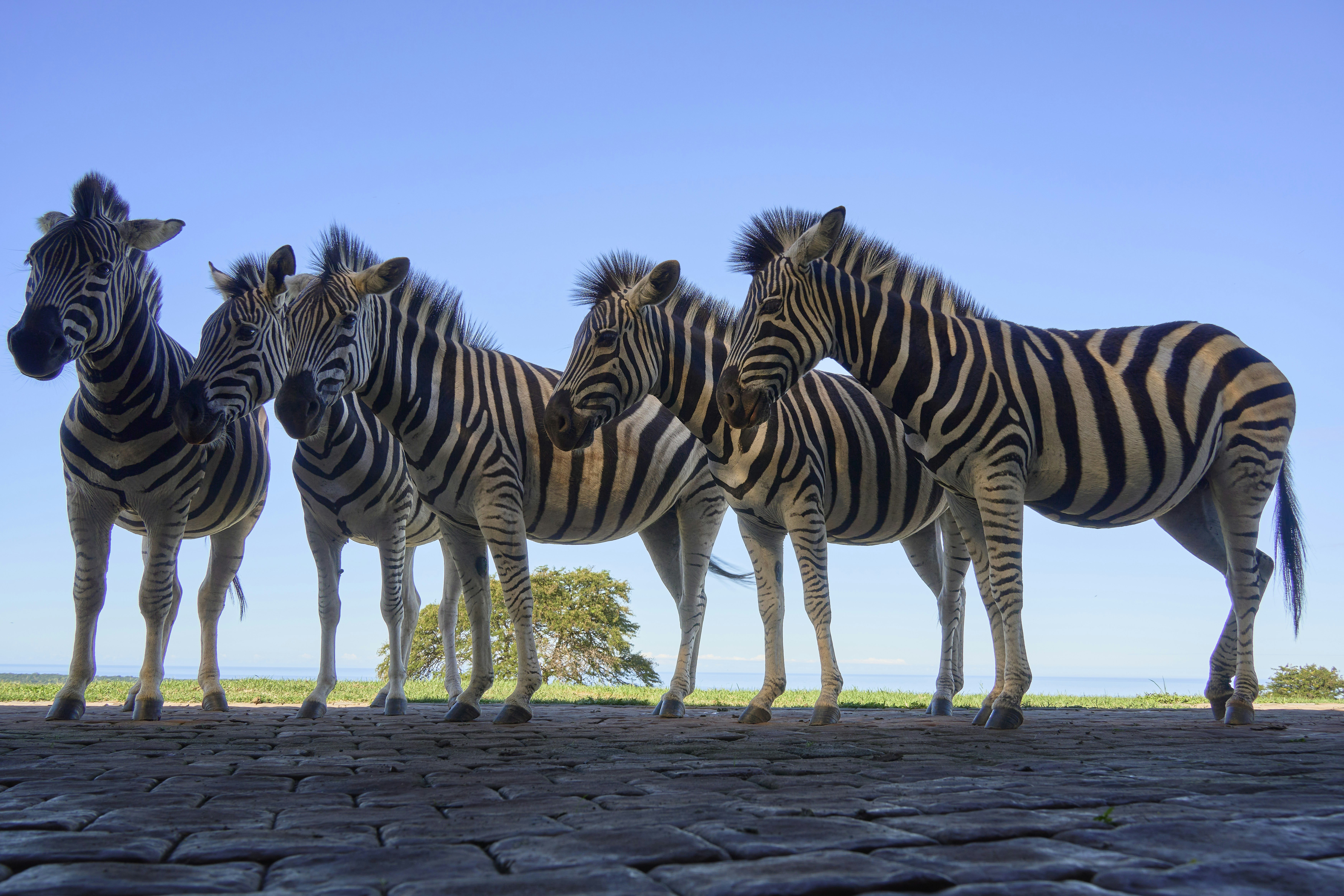 A Zebra Chorus at Dusk by the Lake