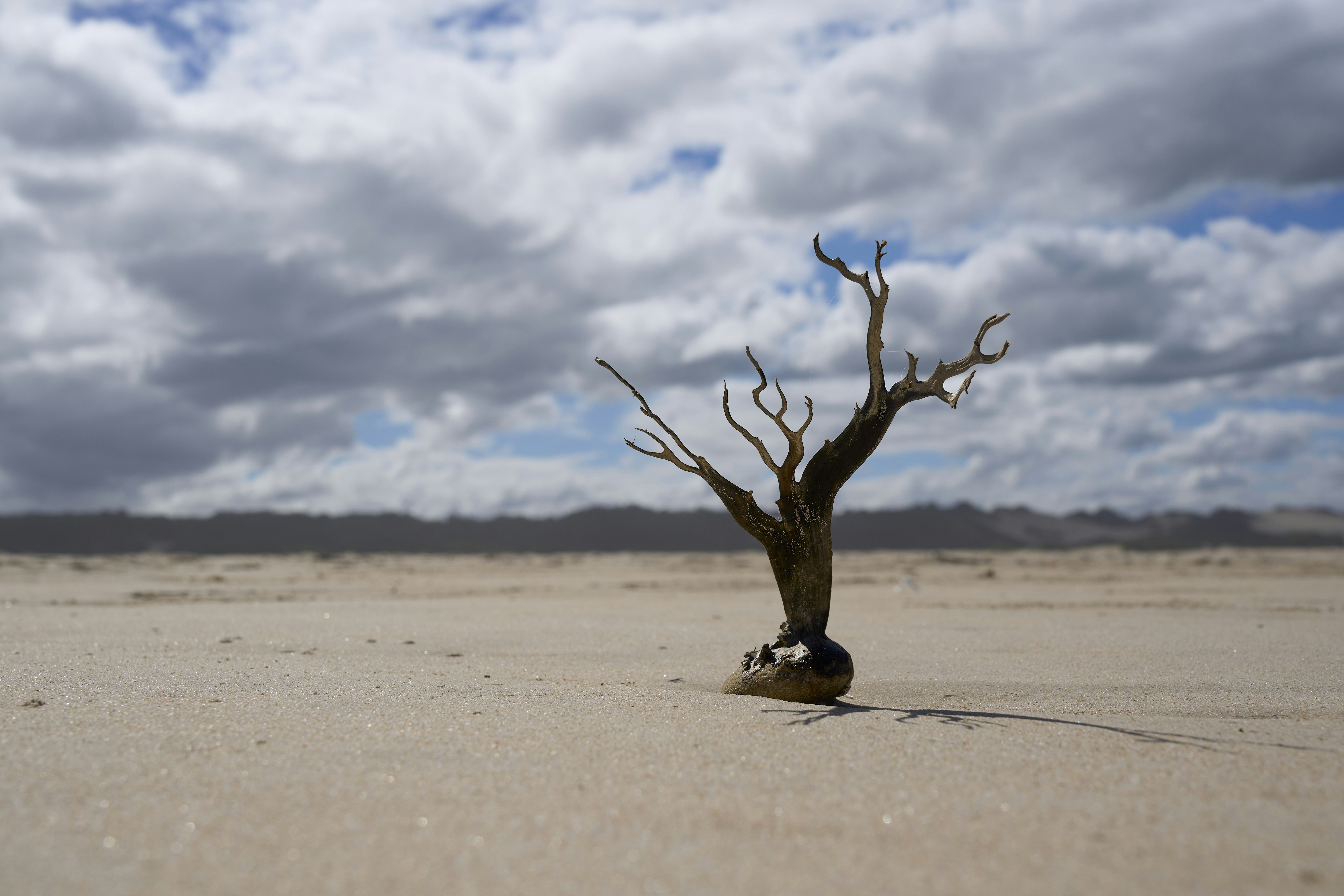 Driftwood Sentinel: A Lone Tree Emerges from Parched Sands