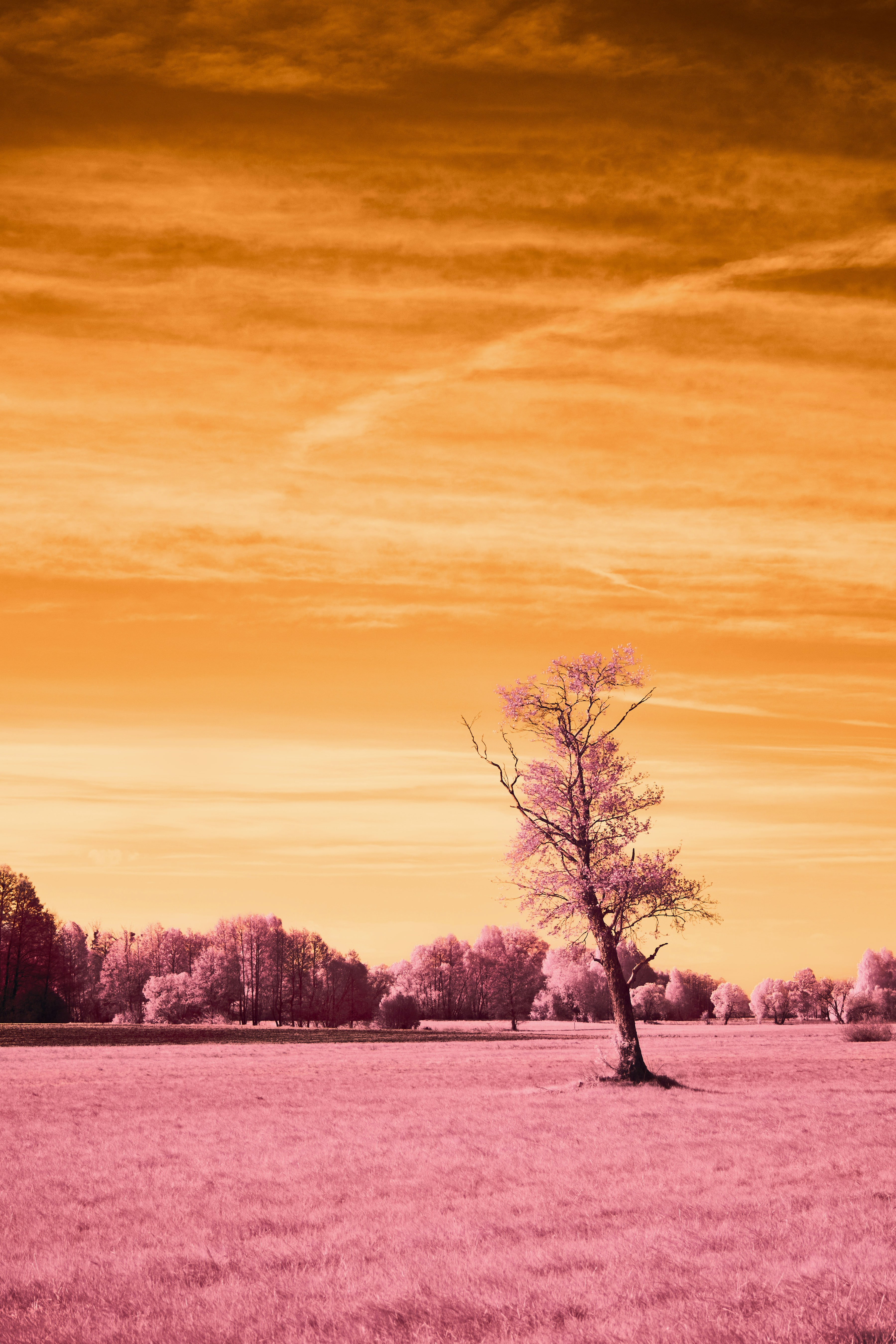 Isolated Sentinel in an Infrared Sunset Plain
