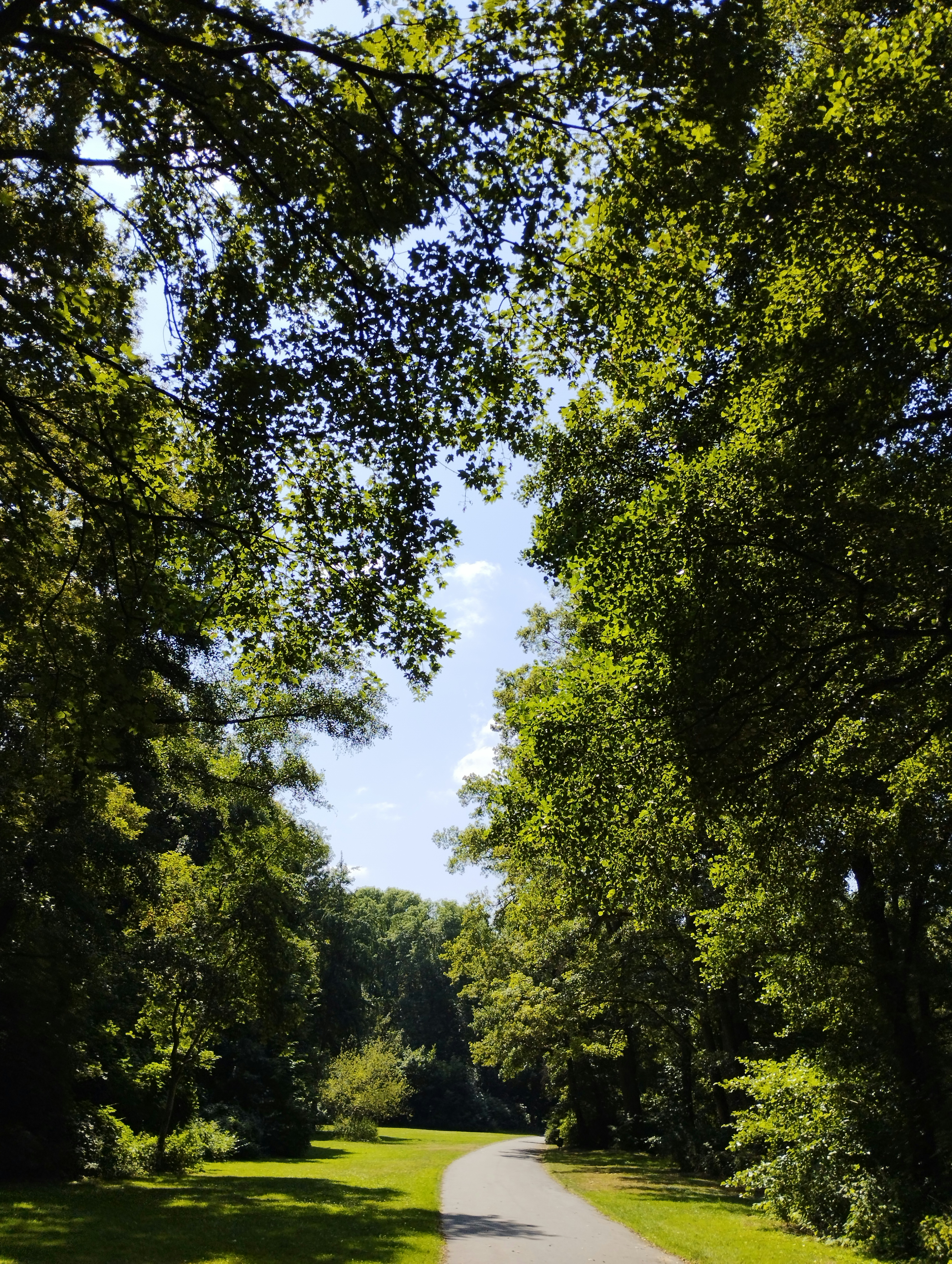 A Canopy of Green: Dappled Light along a Quiet Park Path