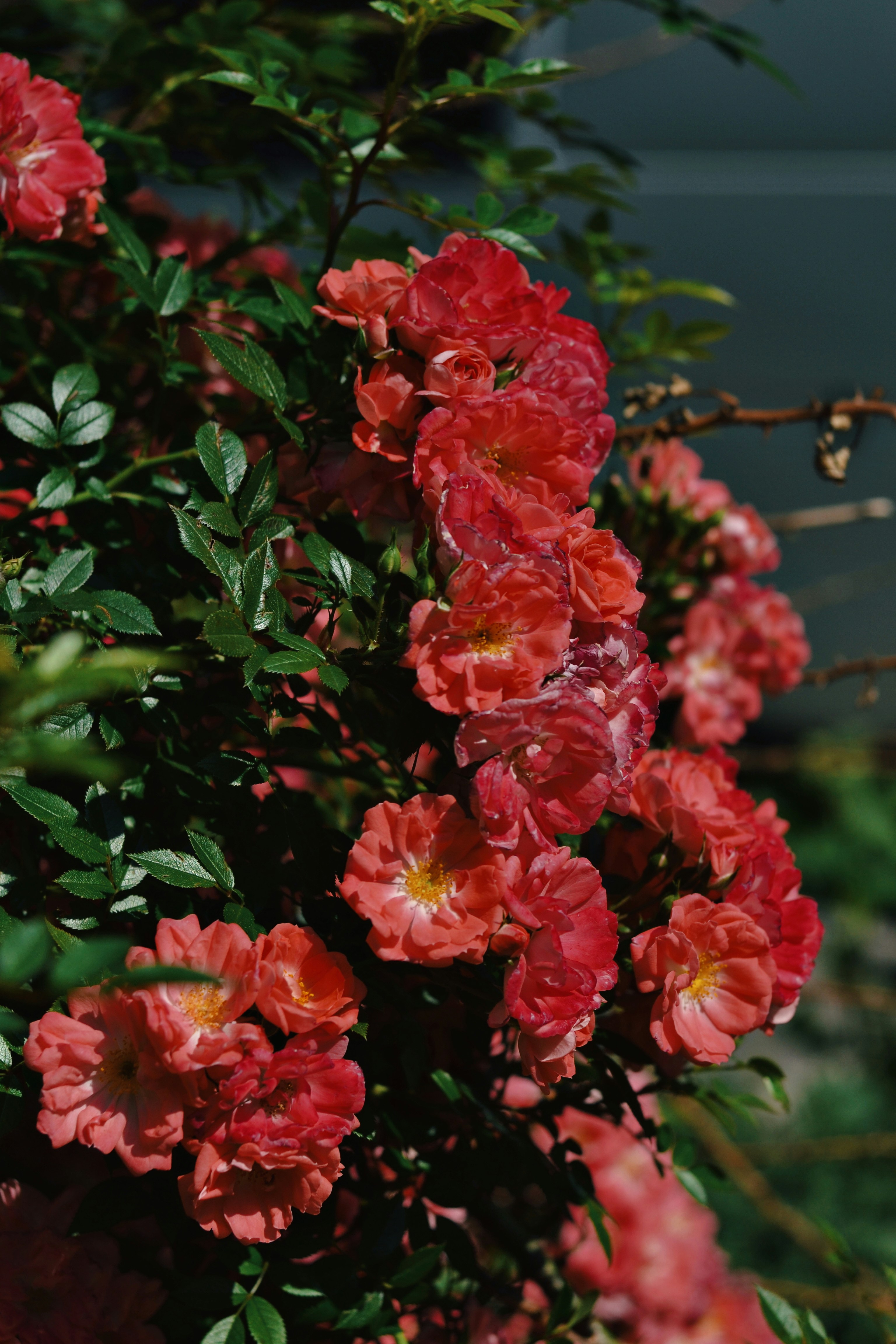 Crimson Roses in Cascade: A Portrait of Blooming Row