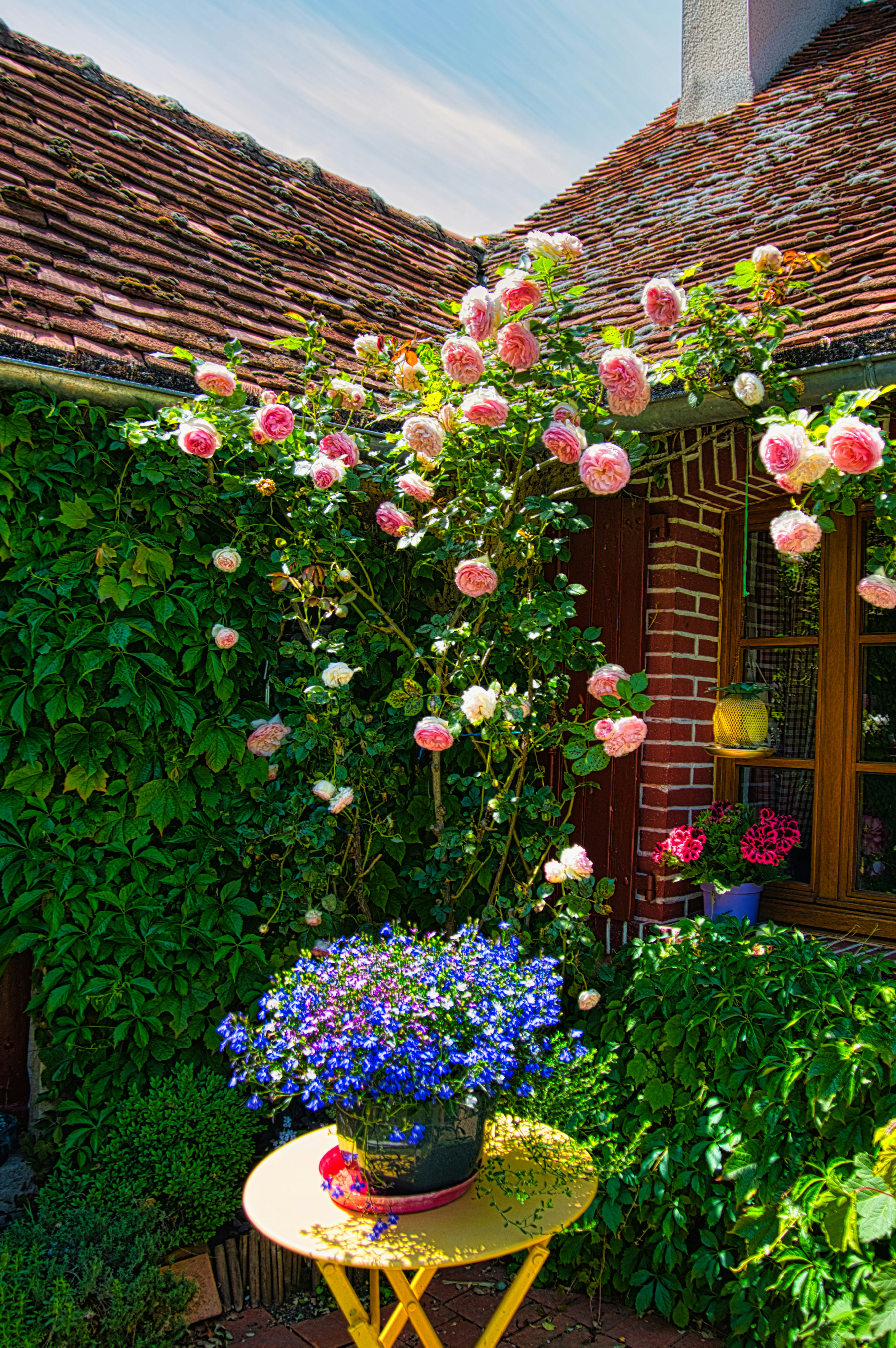 Blooms at the Sunlit Courtyard