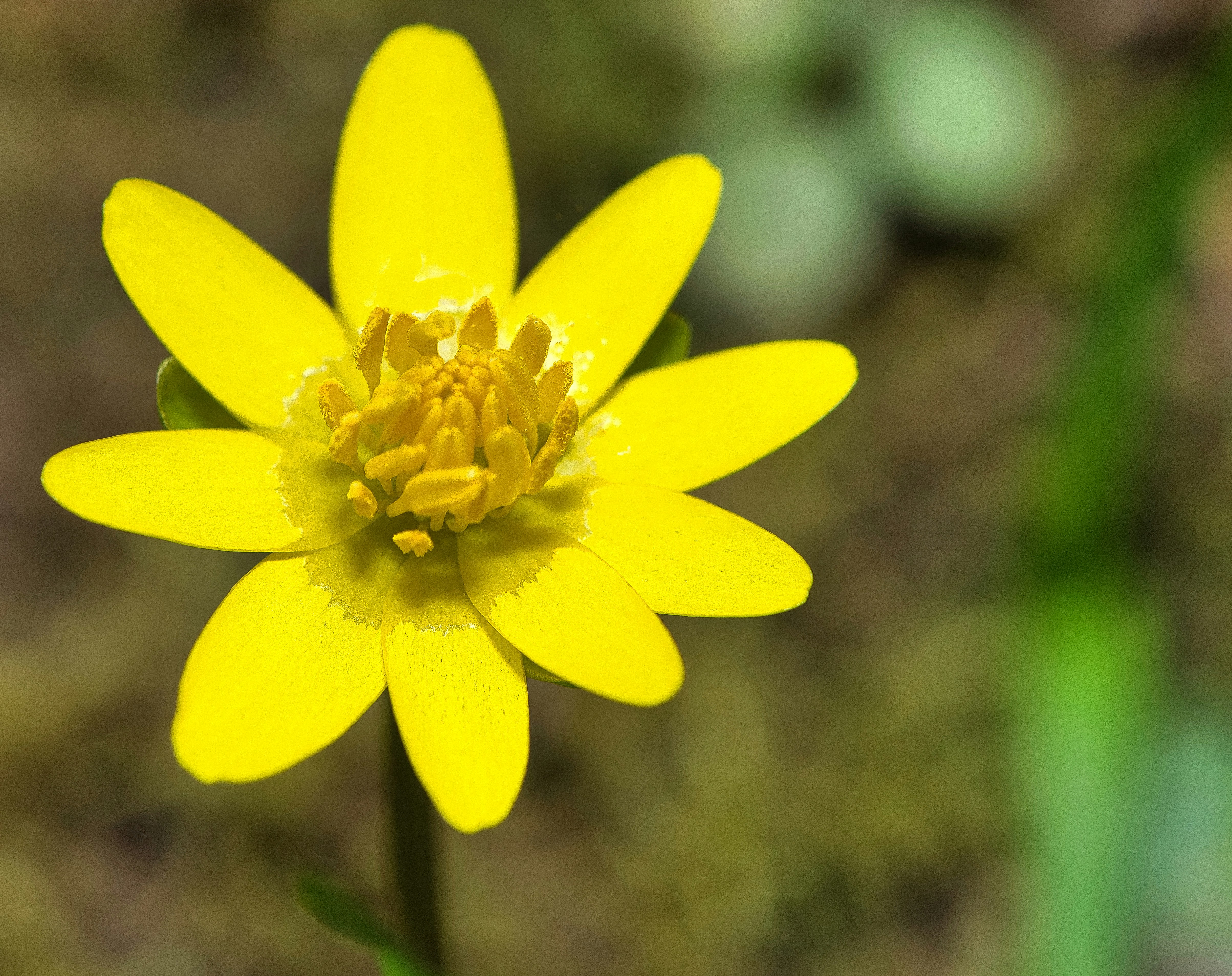 Sunlit Helianthus: A Bold Yellow Bloom in Sharp Focus