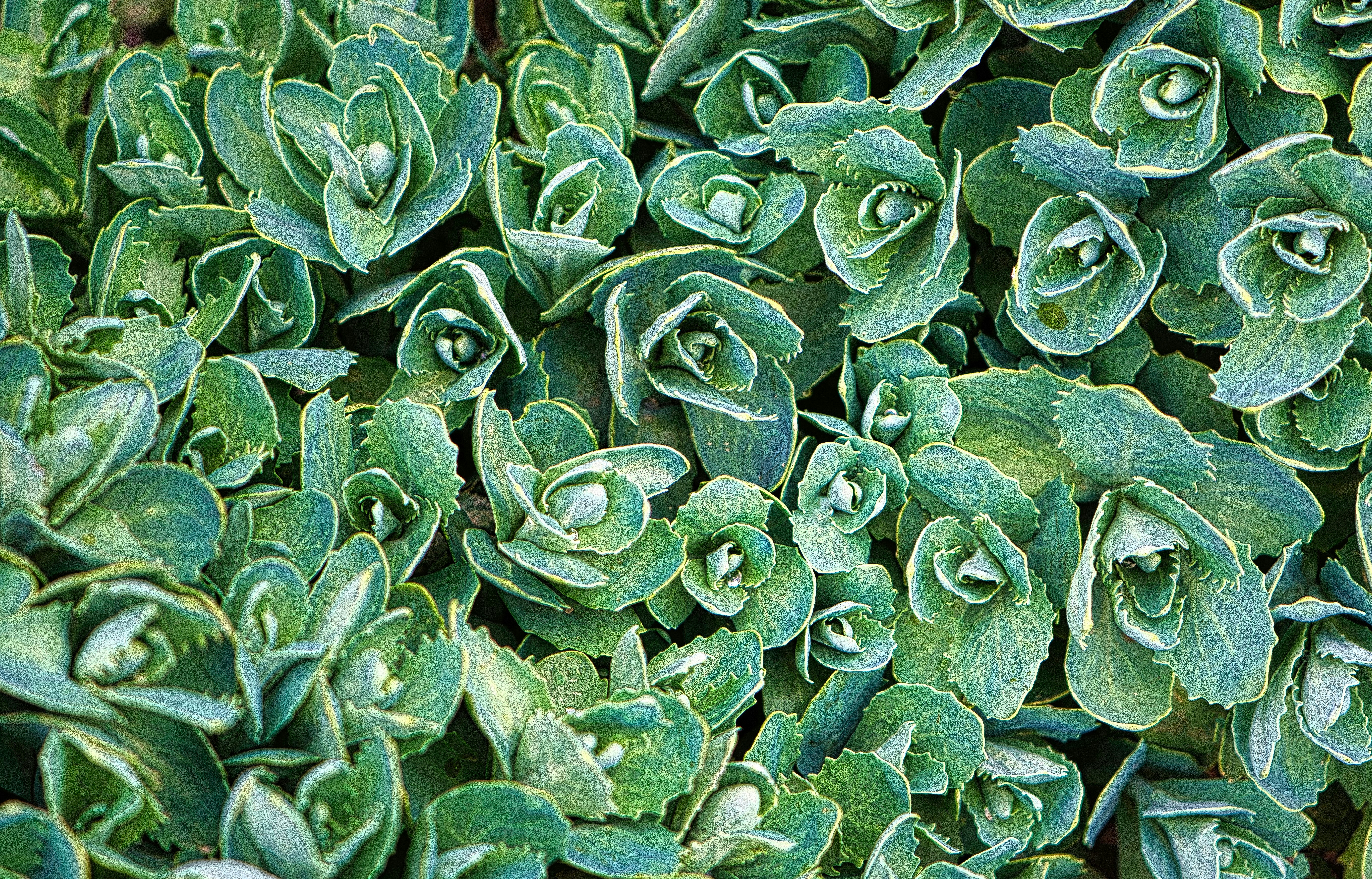 Silky Green Succulents in Quiet Abundance