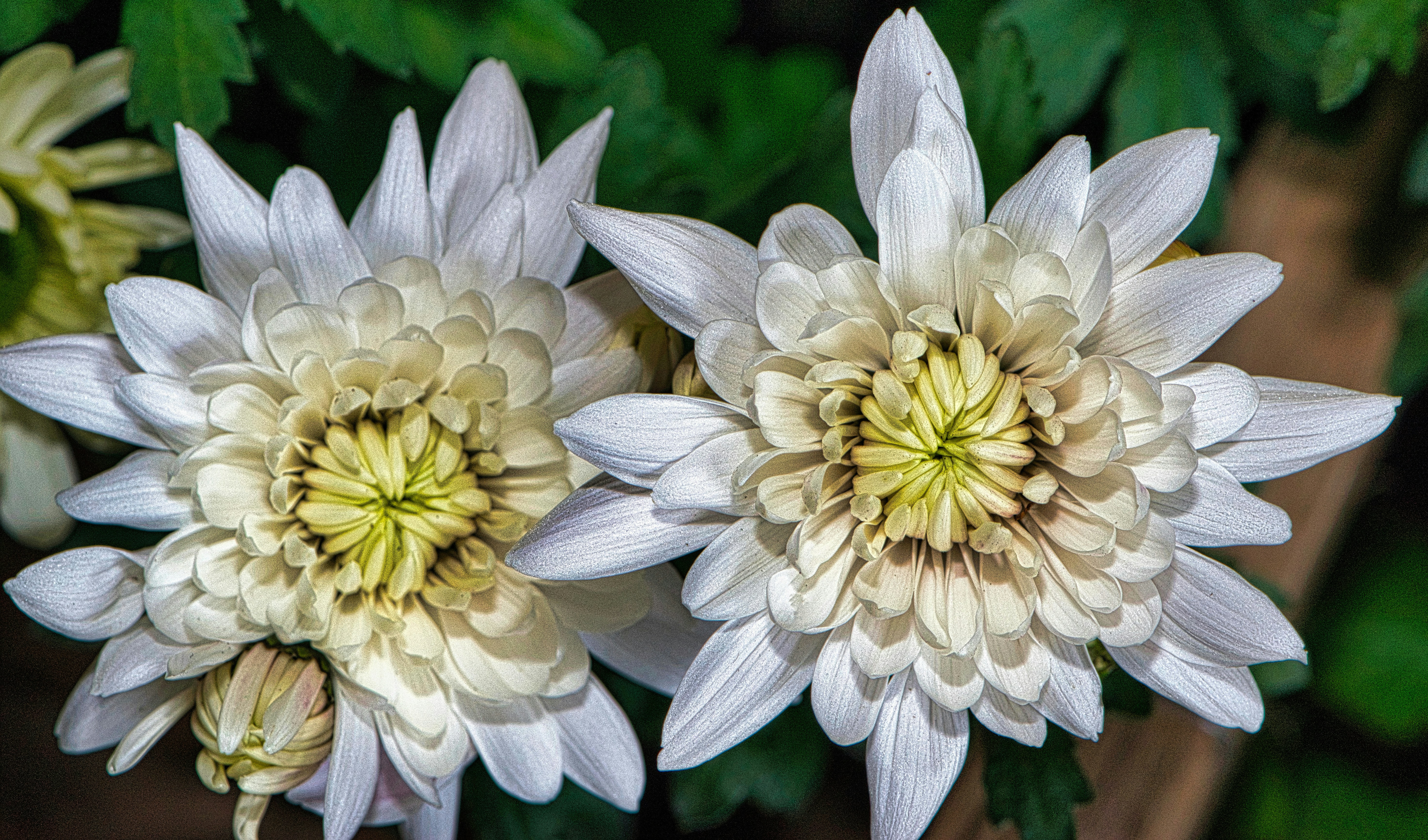 Twin Chrysanthemums: Cream Centers Framing a Lush Green Backdrop