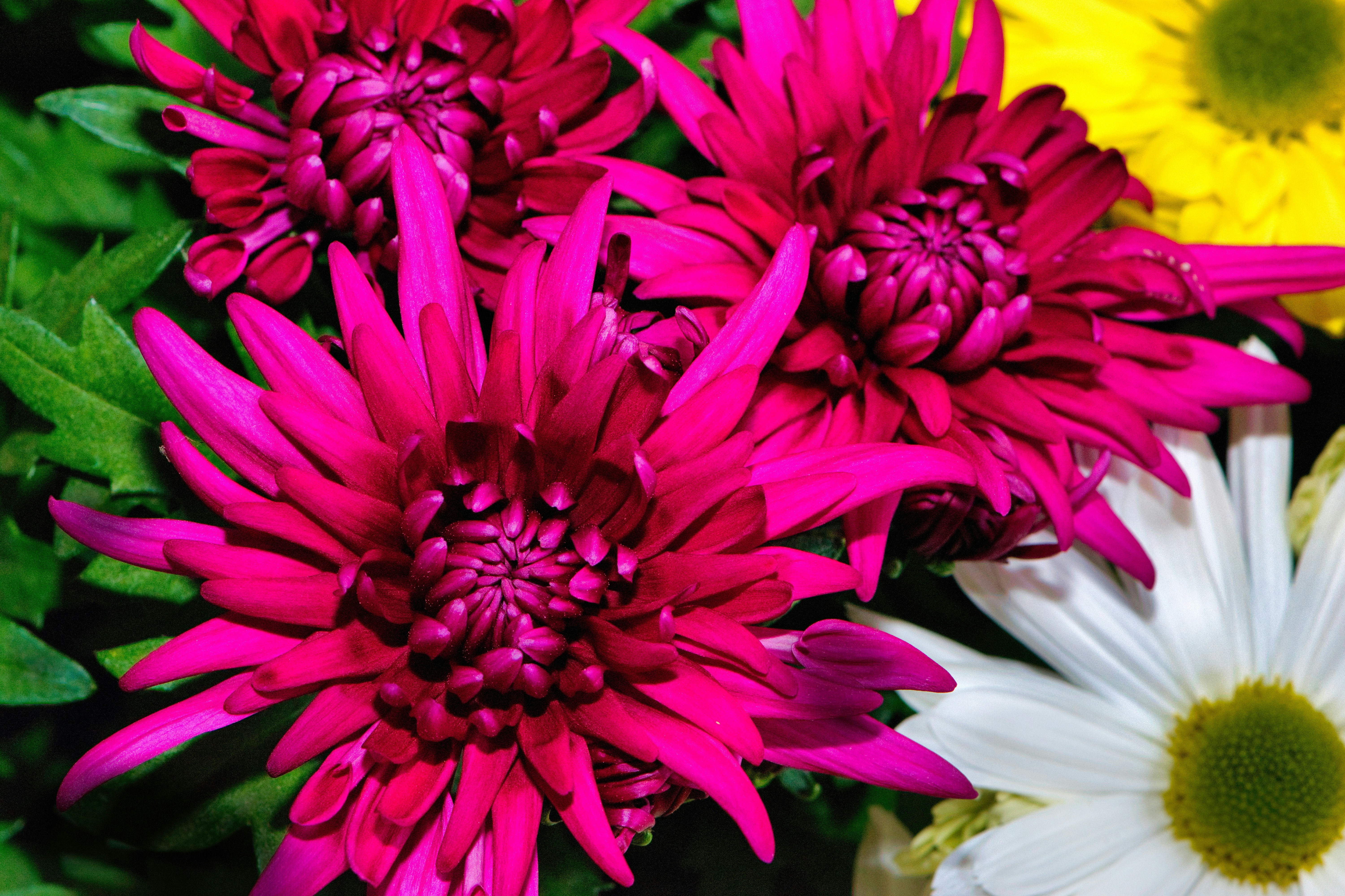 Vivid Chrysanthemum Burst: Magenta Domination with Sunlit Whites