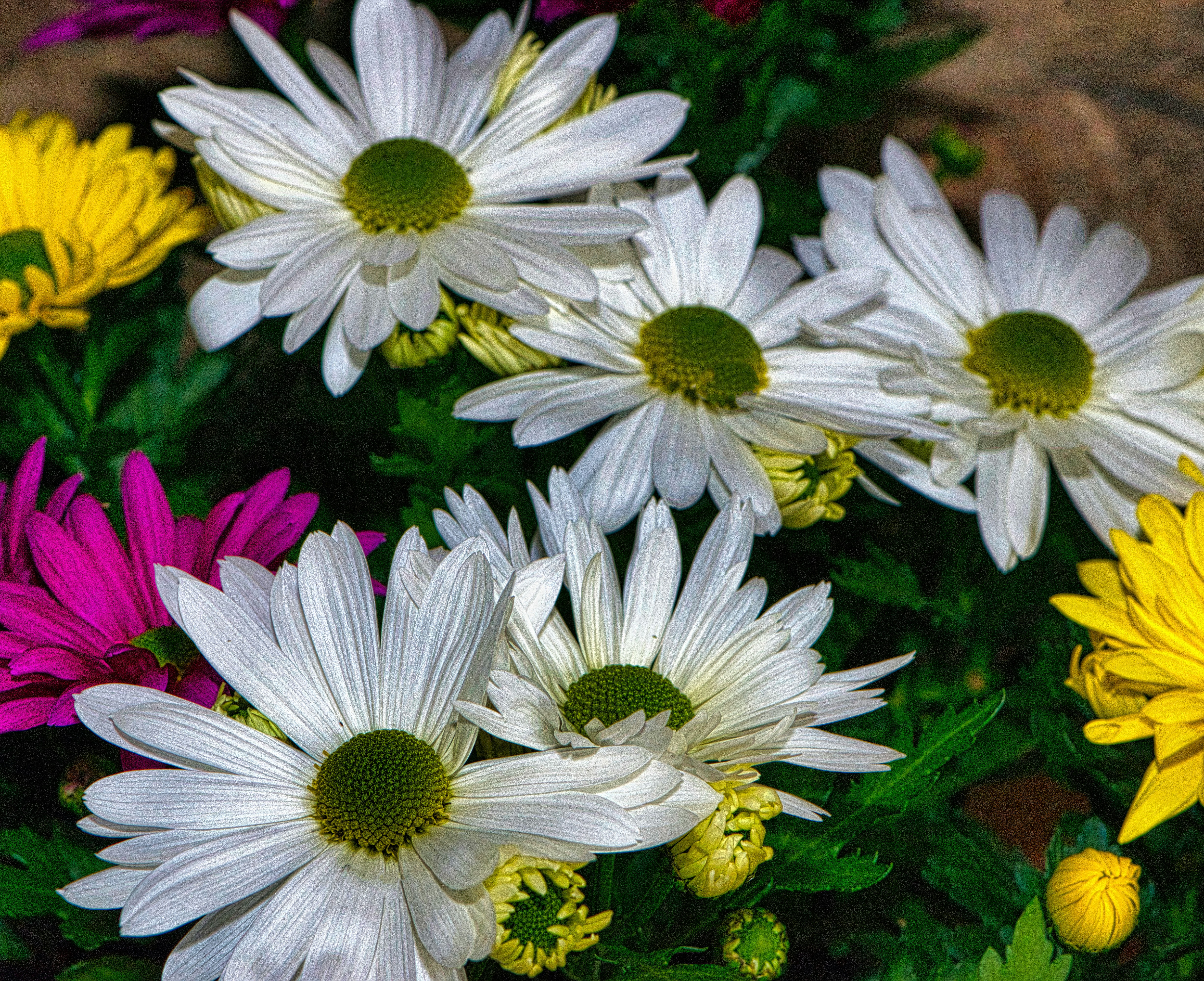 White-petaled daisies bloom in a vibrant garden collage