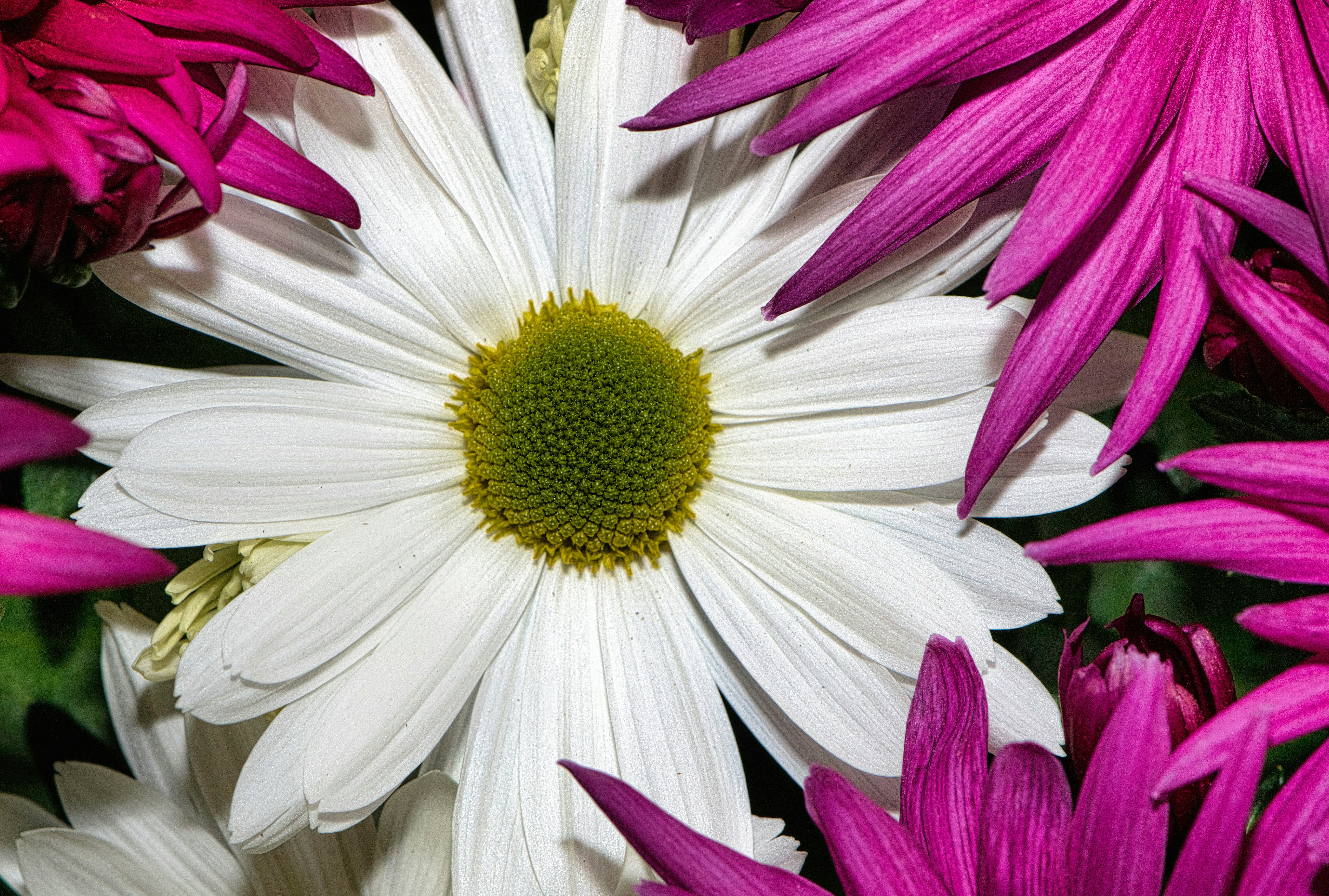 Center Bloom: White Daisy Surrounded by Magenta Petals