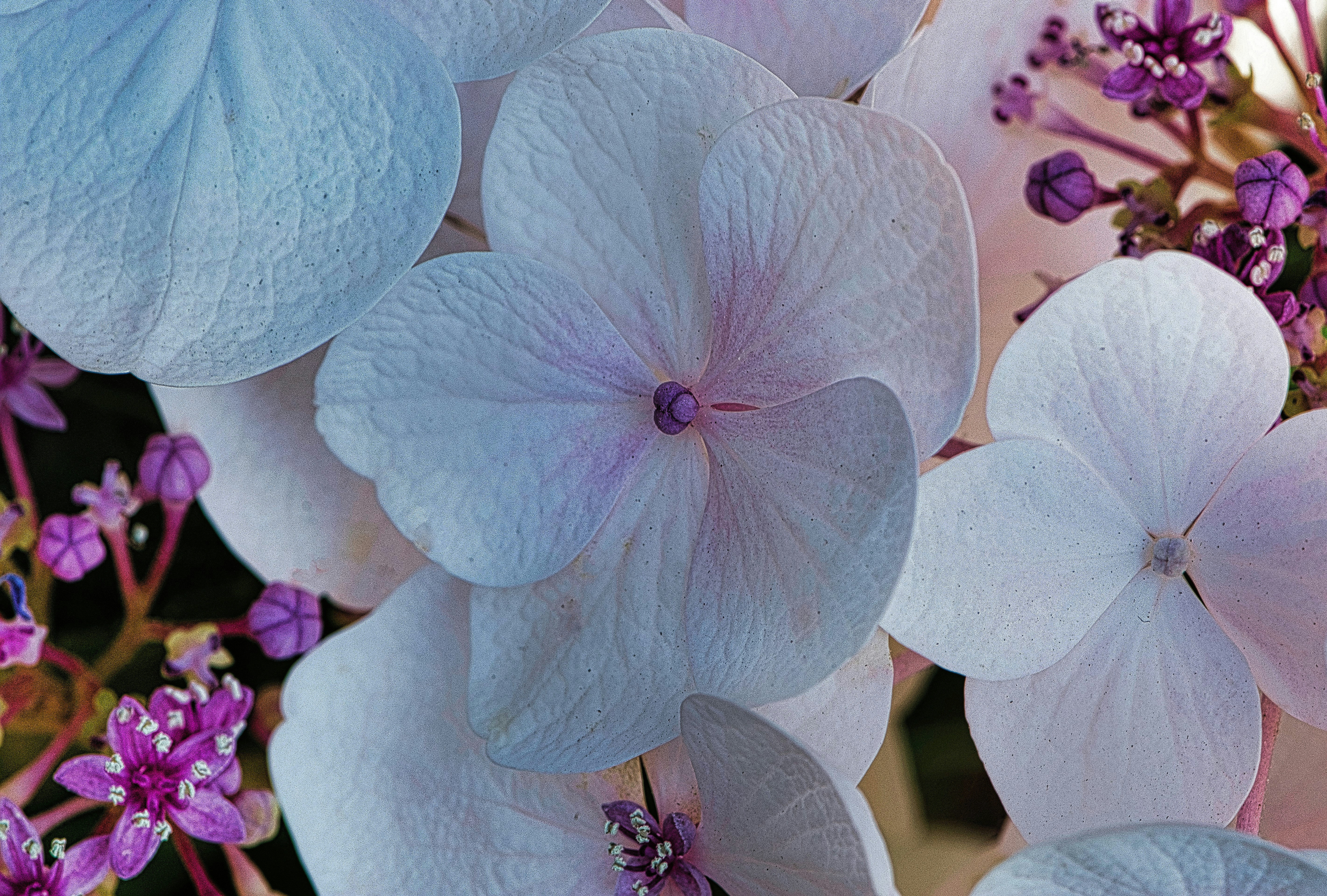 Pastel Hydrangea Mosaic: Soft Blues and Pink-tinged Blossoms