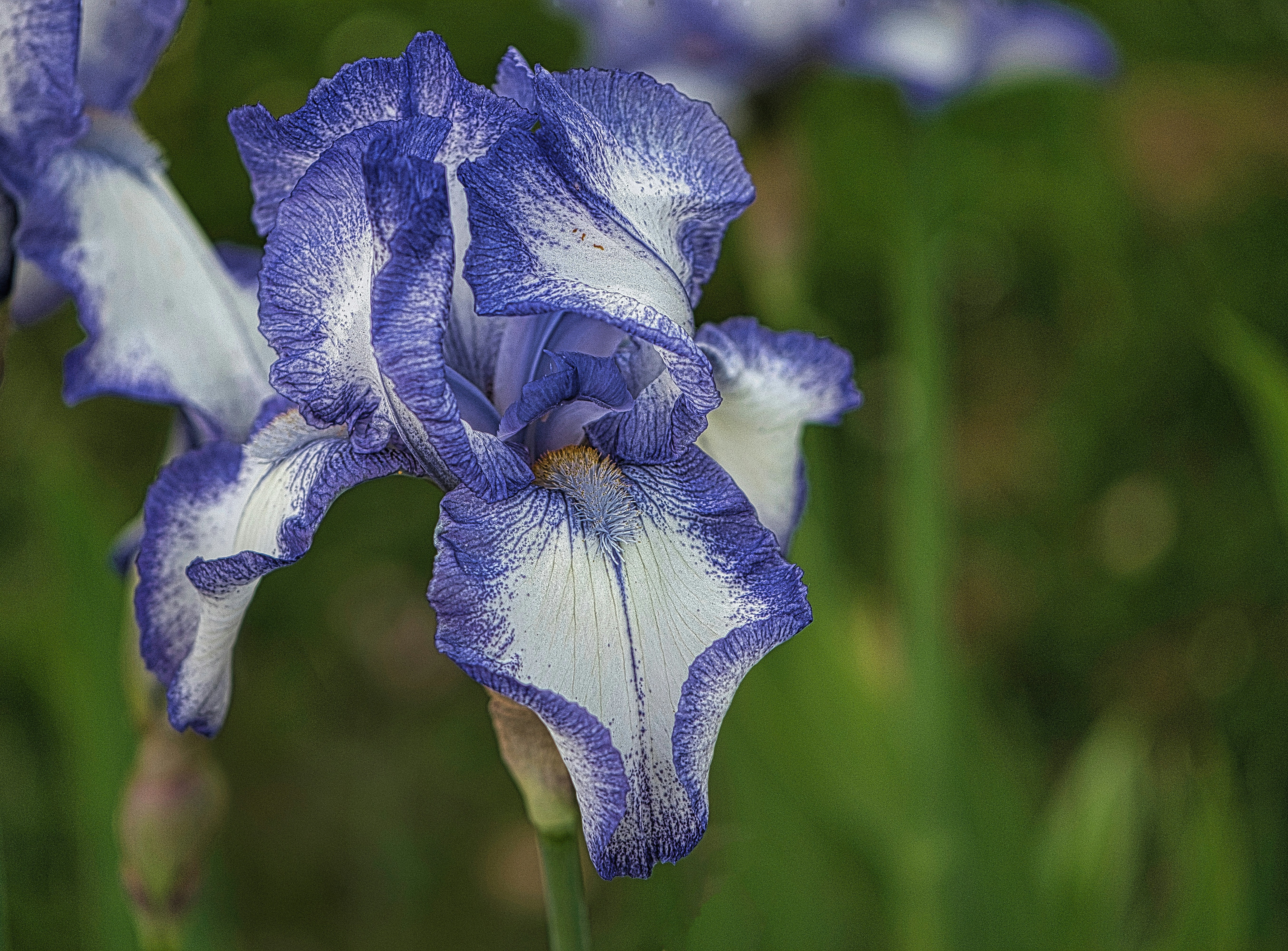Lavender-Blue Iris Guarding a Quiet Garden