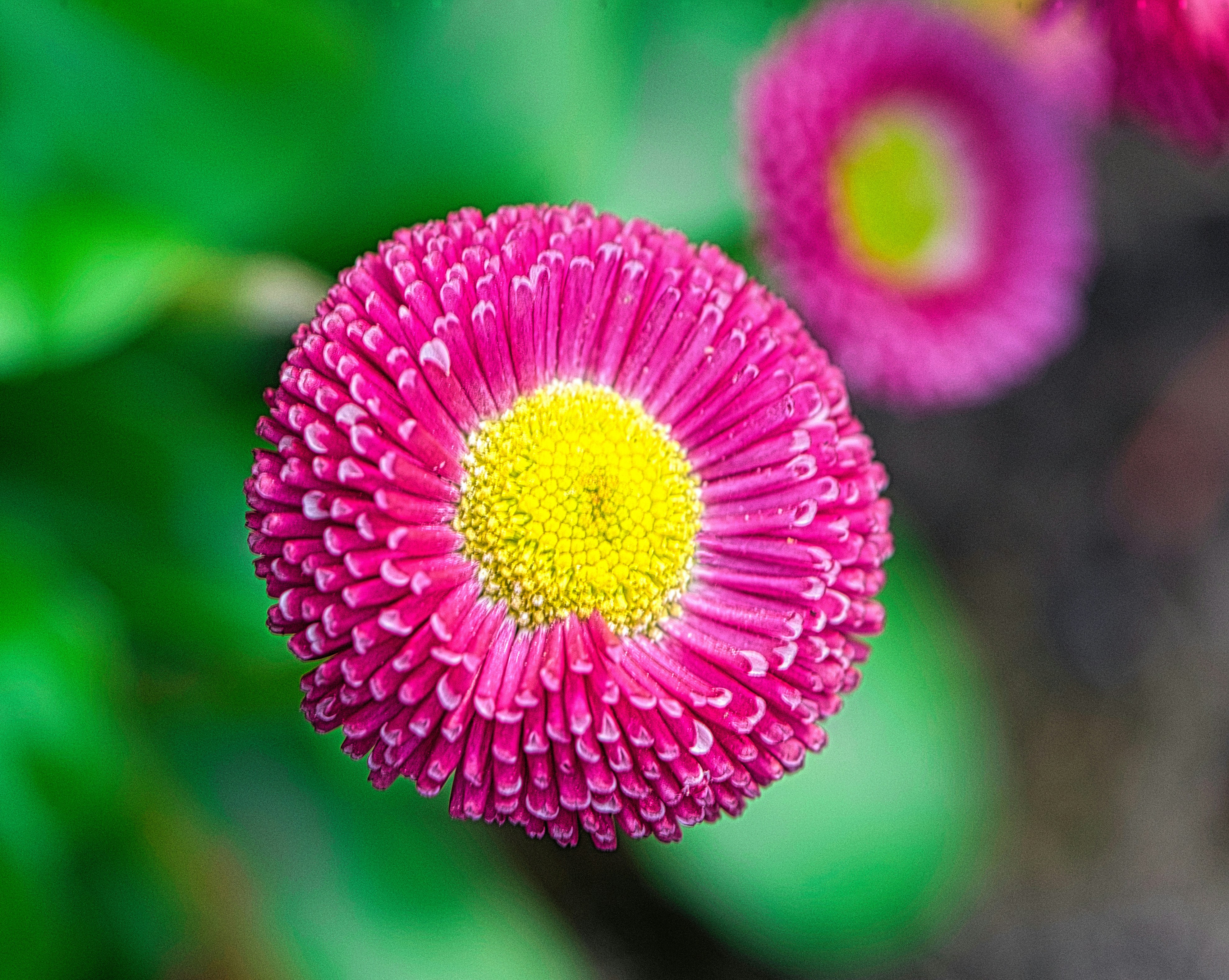 Crimson Bloom: A Neon-Pink Daisy with a Sunlit Heart