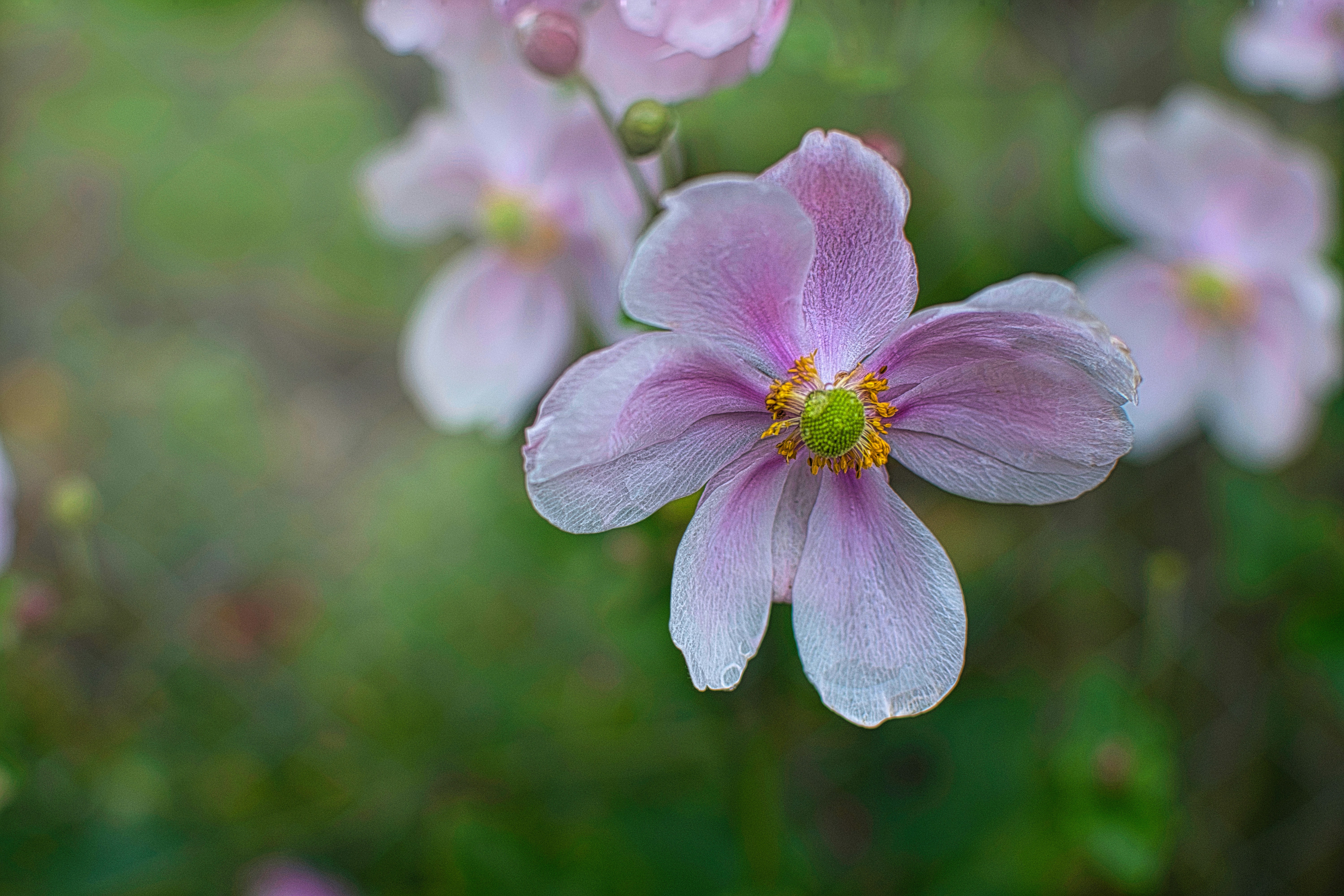 Petal Portrait: Light Pink Anemone in Soft Focus Bloom