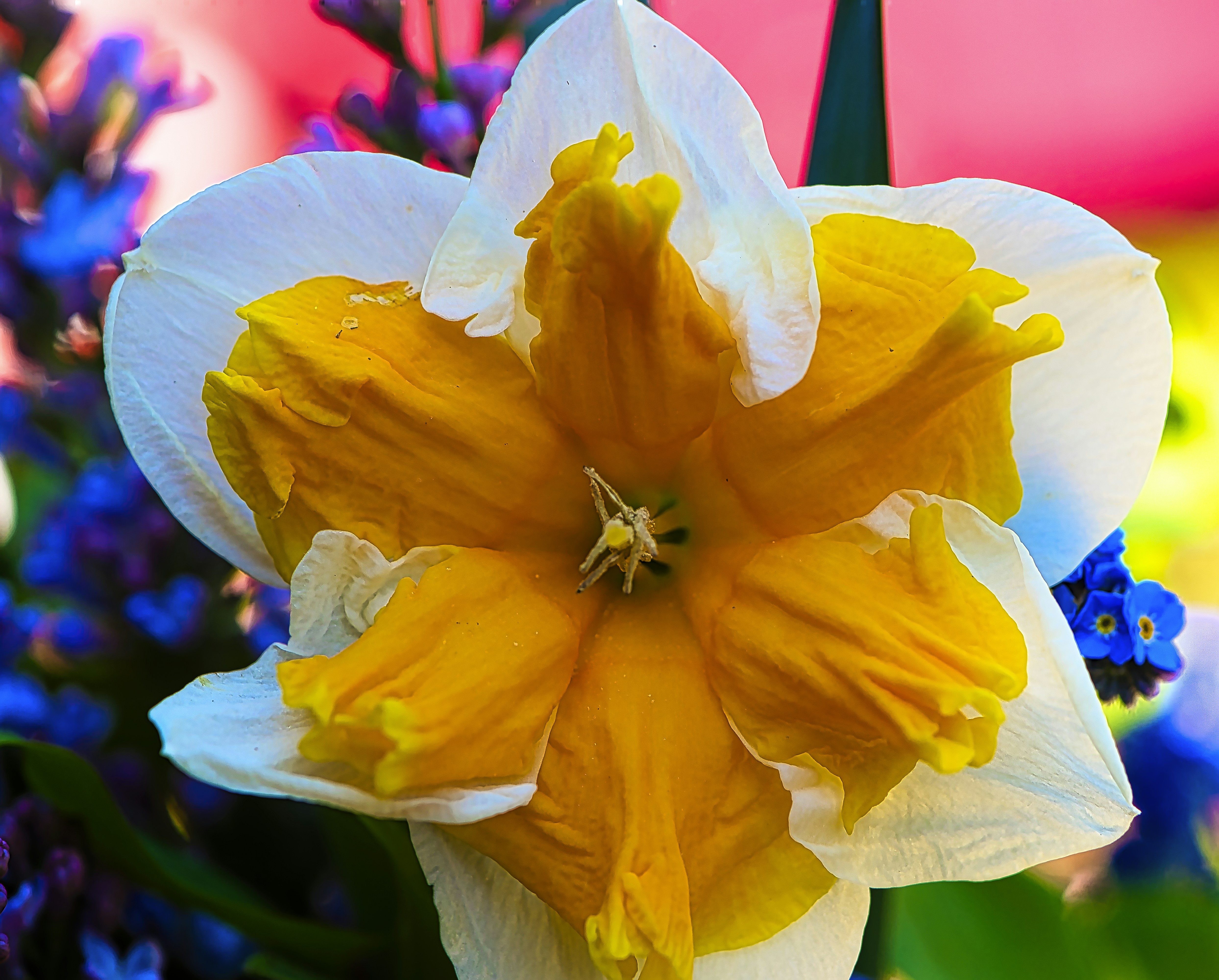 Yellow-centered bloom bursting with color against a painted garden backdrop