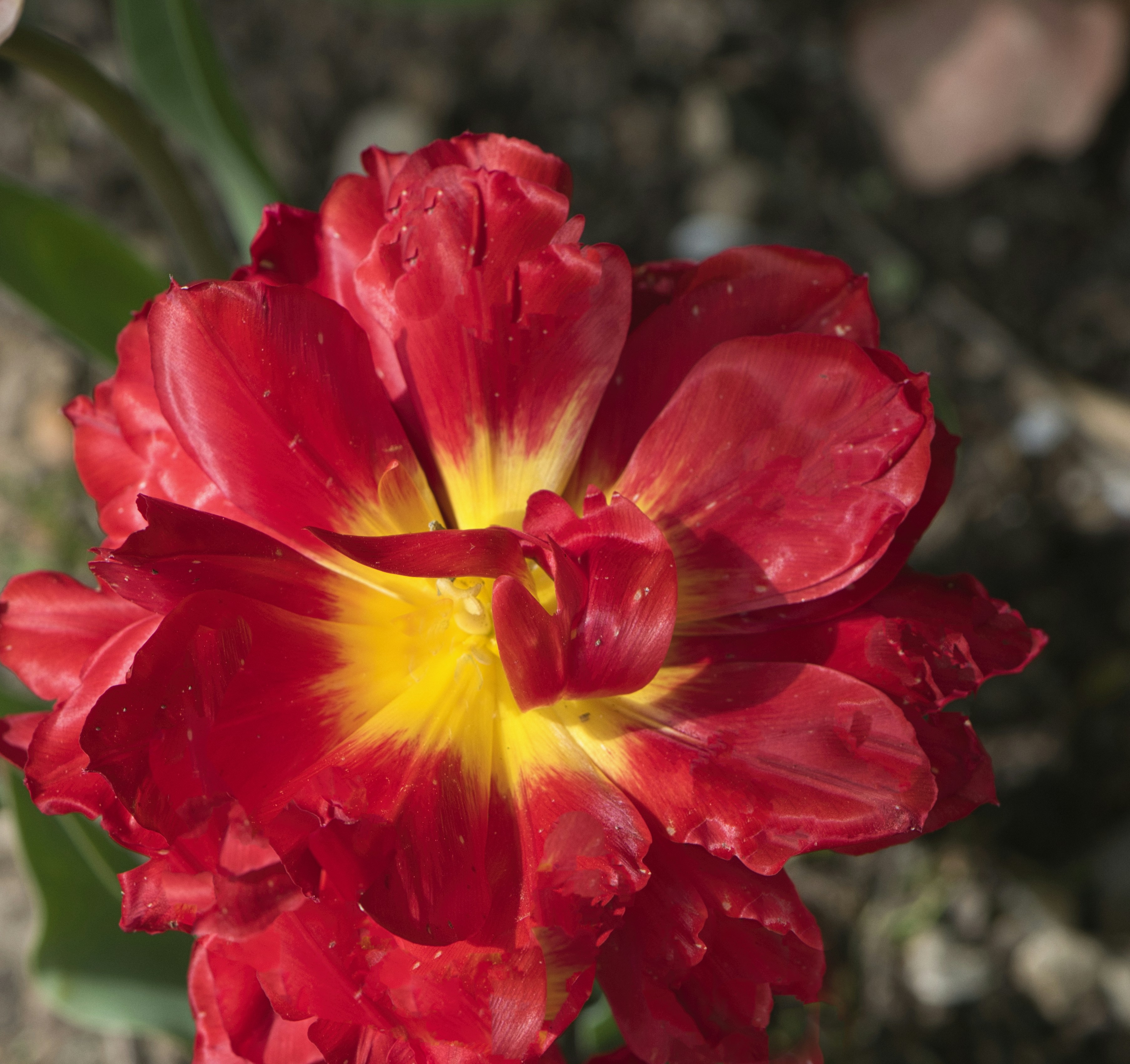 Crimson Tulip Bloom with Radiant Yellow Heart
