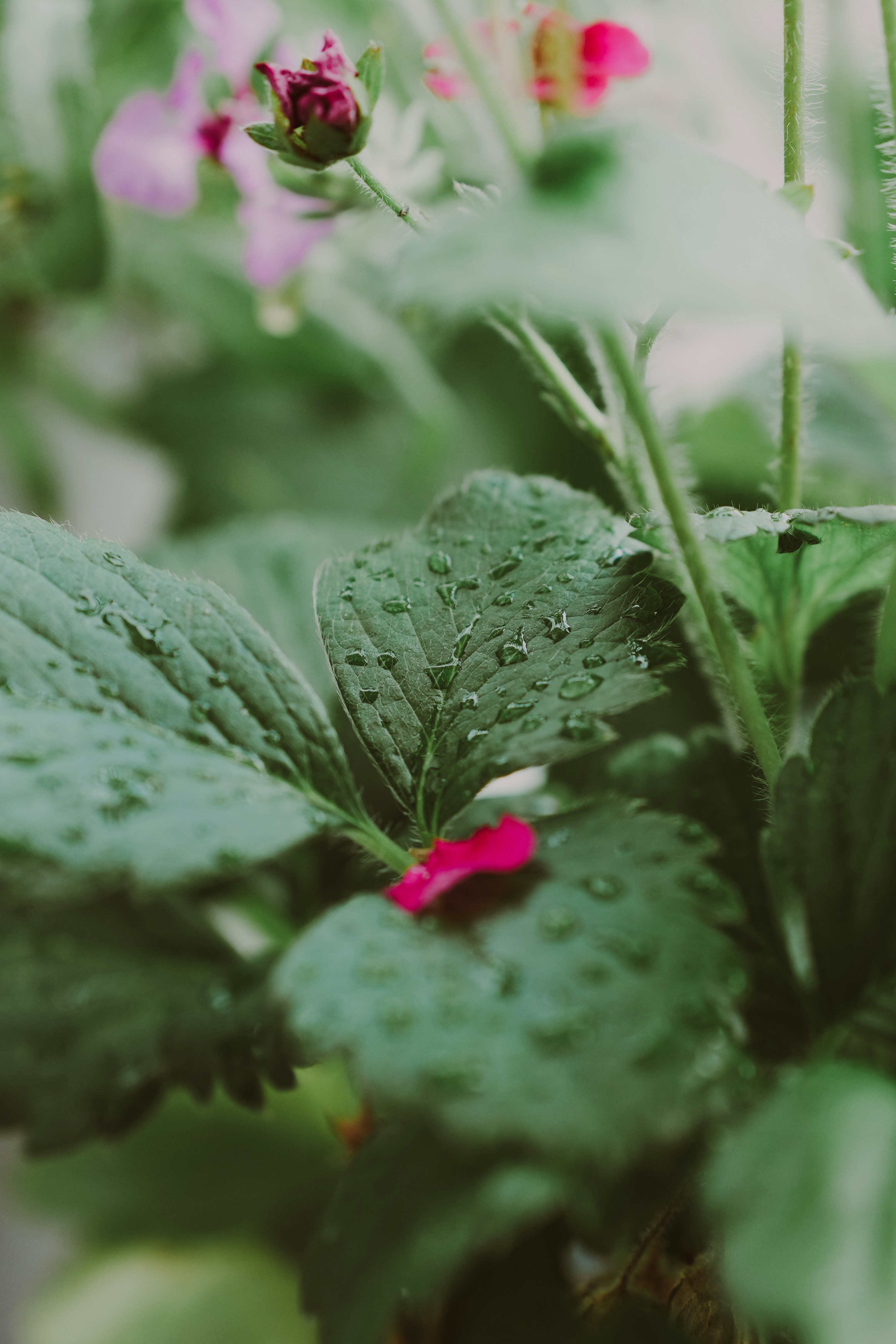 Dew-kissed Leaves and a Blooming Hint