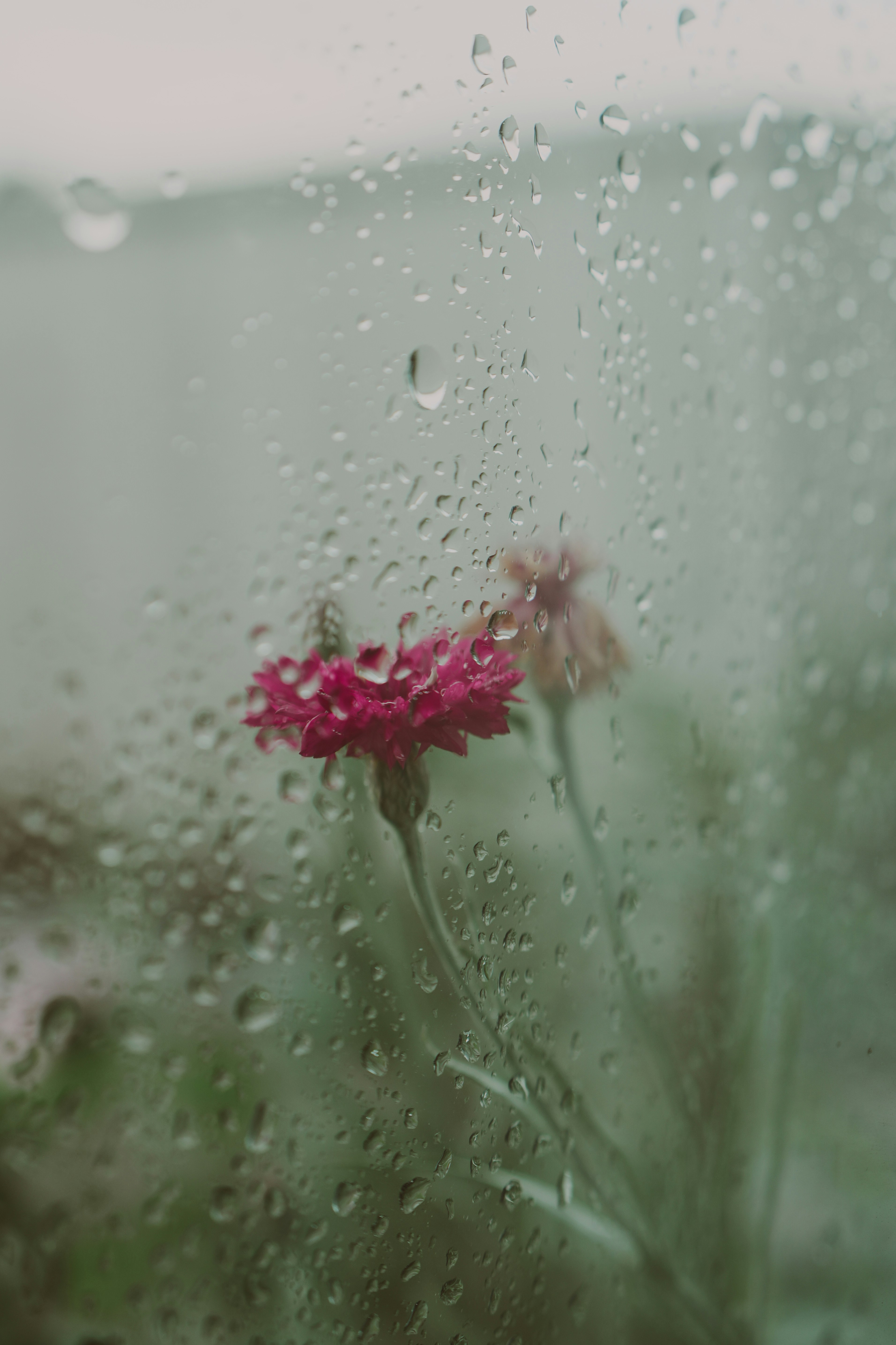Close-up Rain on a Pink Blossom Behind Glass