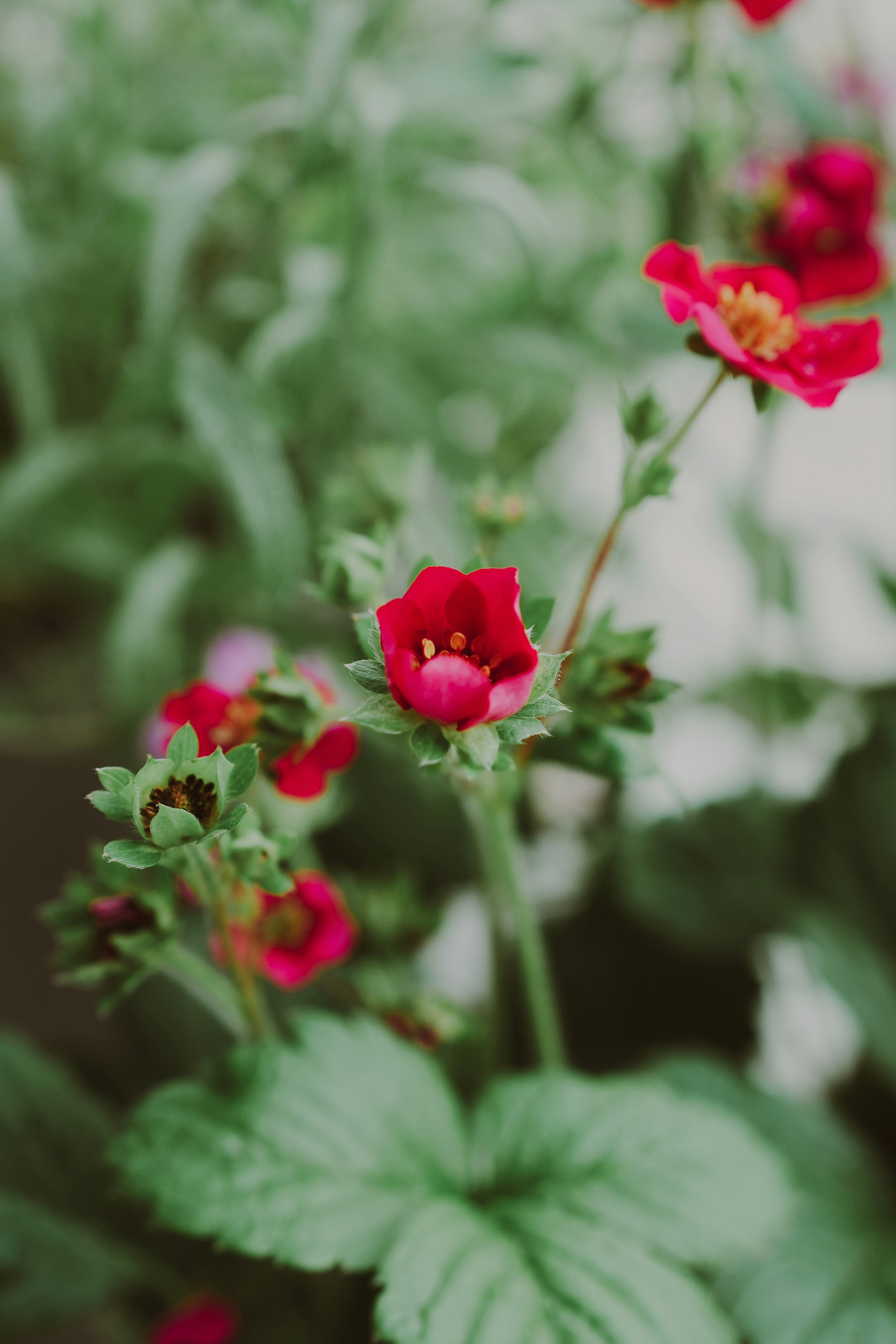 Crimson Bloom: A Tender Burst of Red Petals in Soft Focus
