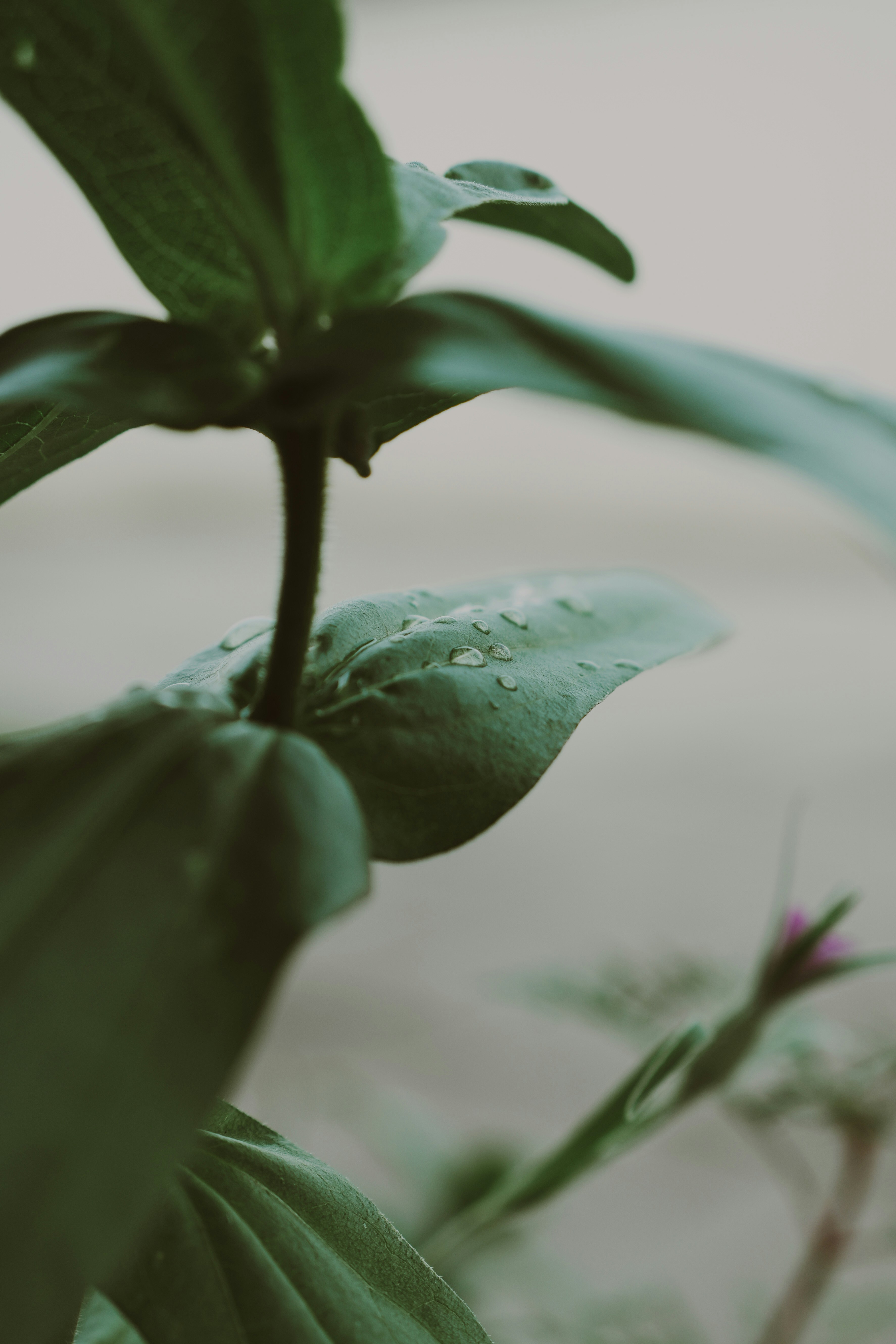 Dew on a Leaf: Quiet Growth in Soft Light