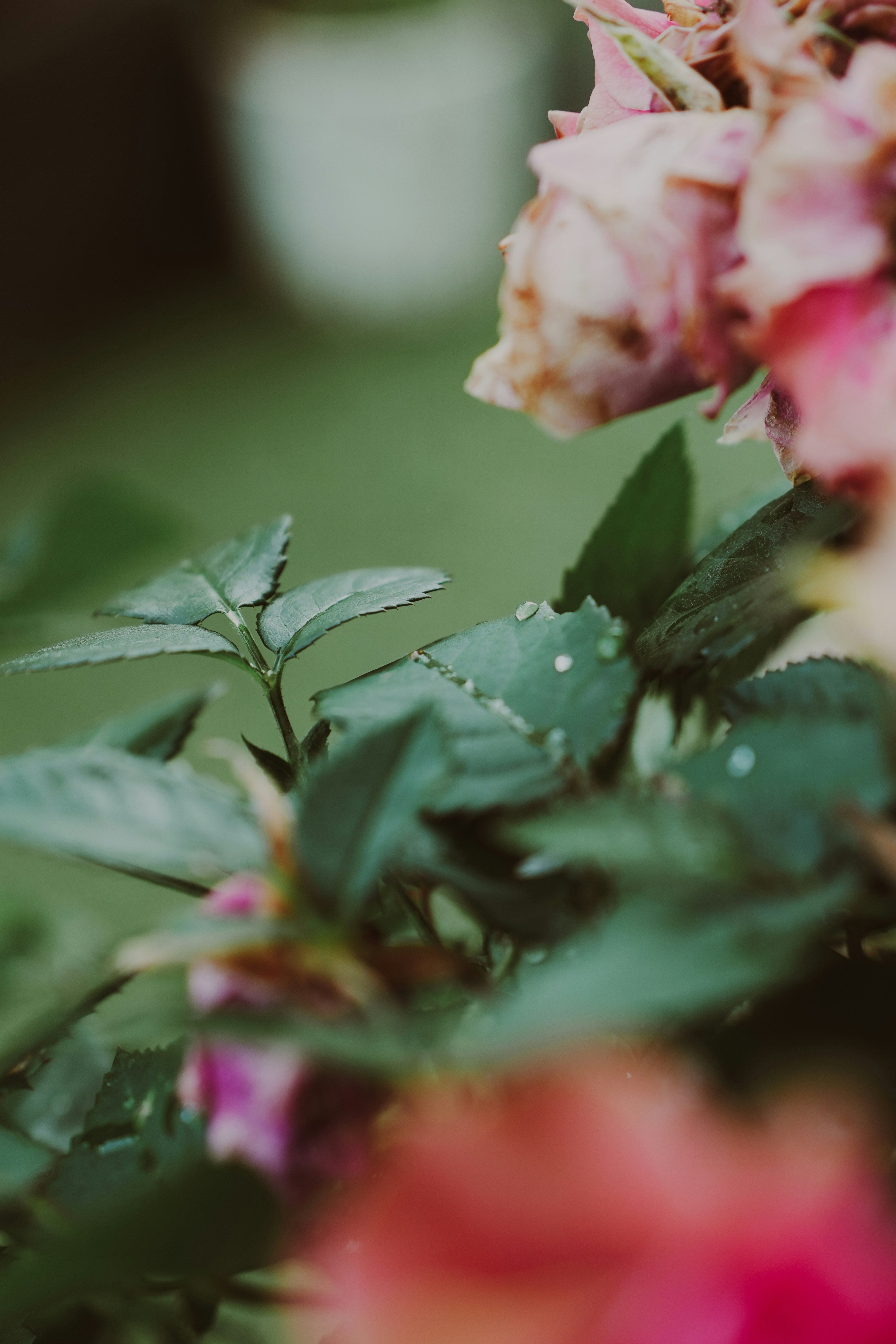 Soft Focus Rosemoss: A Close-Up of Dew-Kissed Petals and Foliage