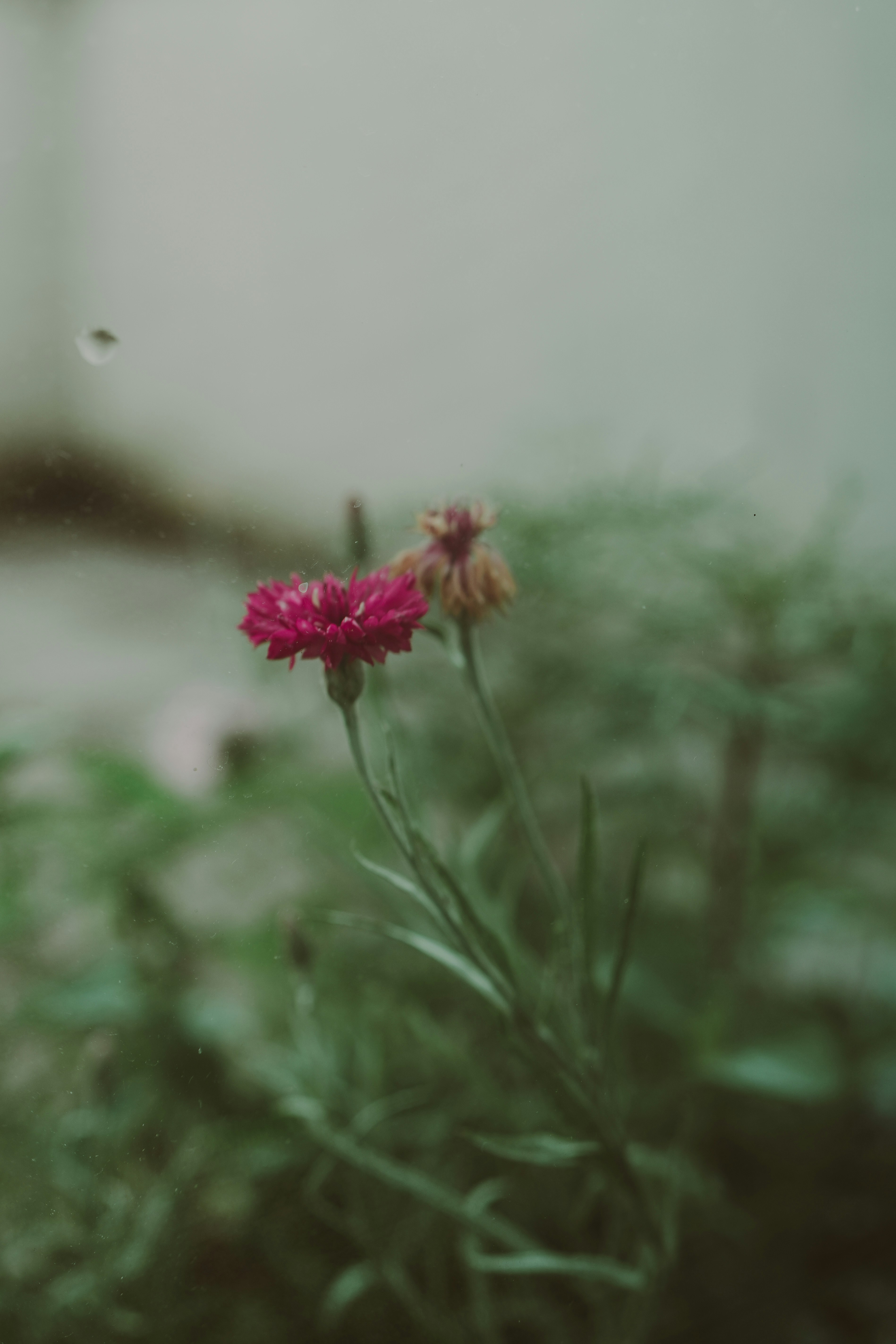 Crimson Bloom in Quiet Verge