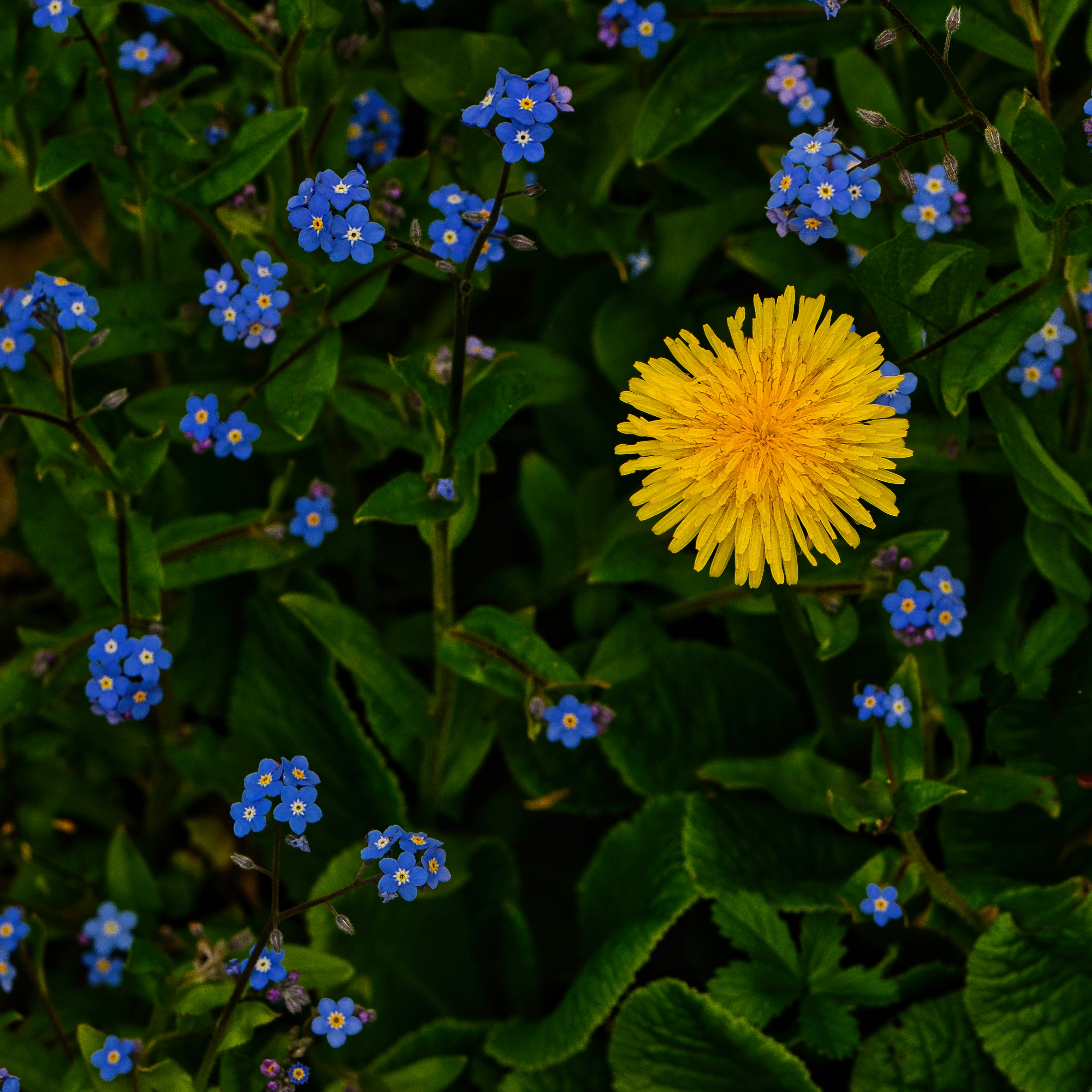 Golden Sun on a Sea of Indigo Blooms