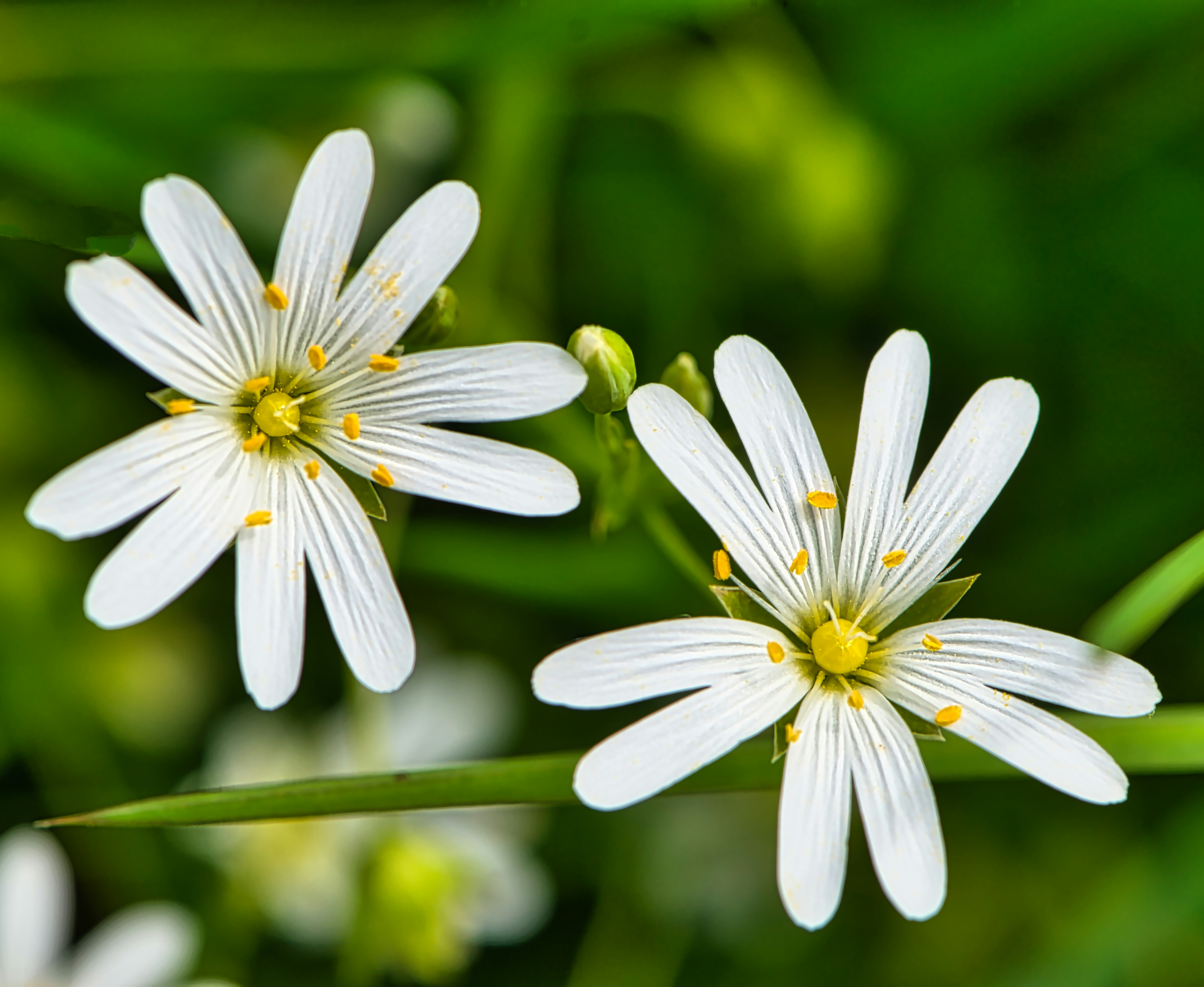 Twin White Stars: Delicate Daisies Against a Lush Green Backdrop