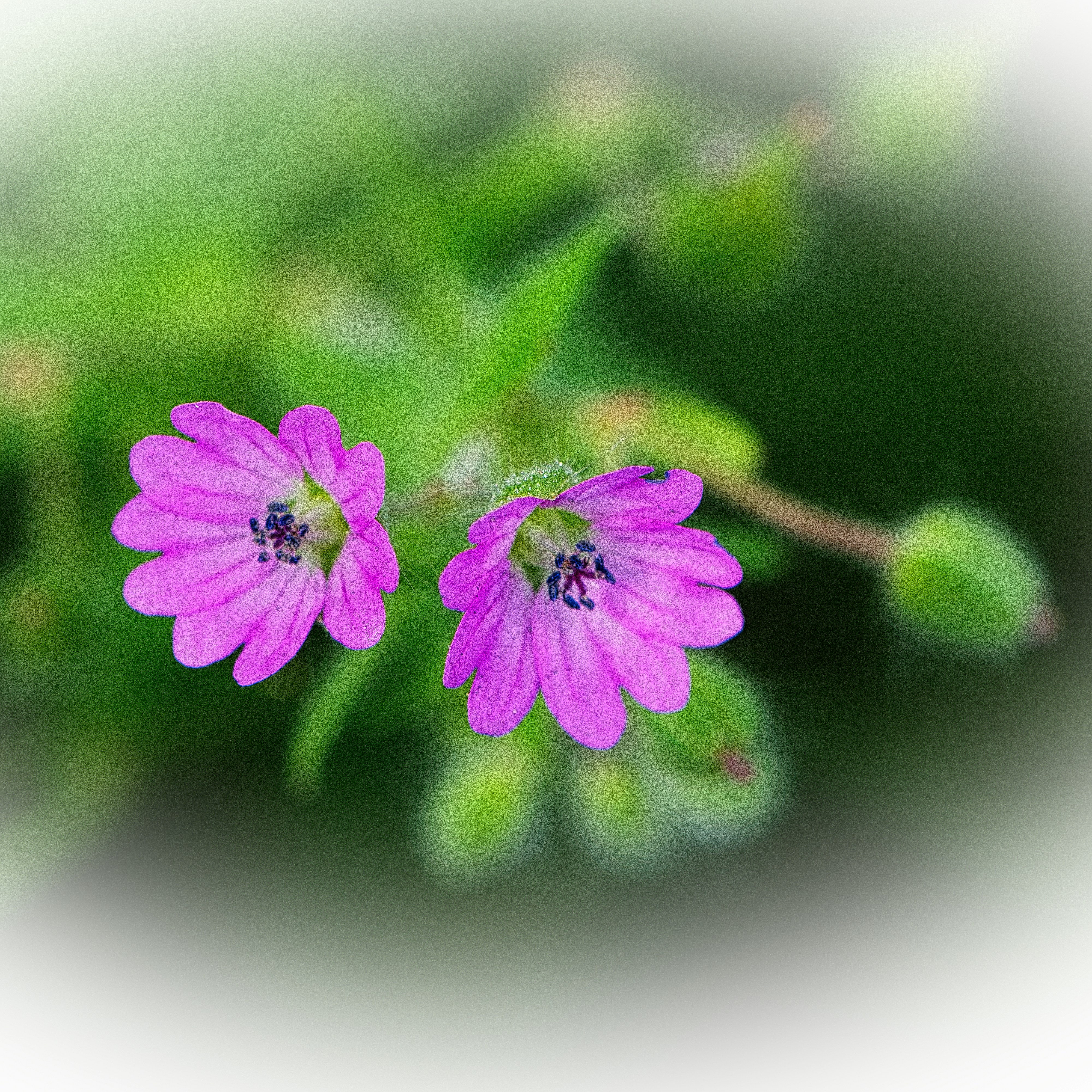 Pink bloom duet in a soft vignette