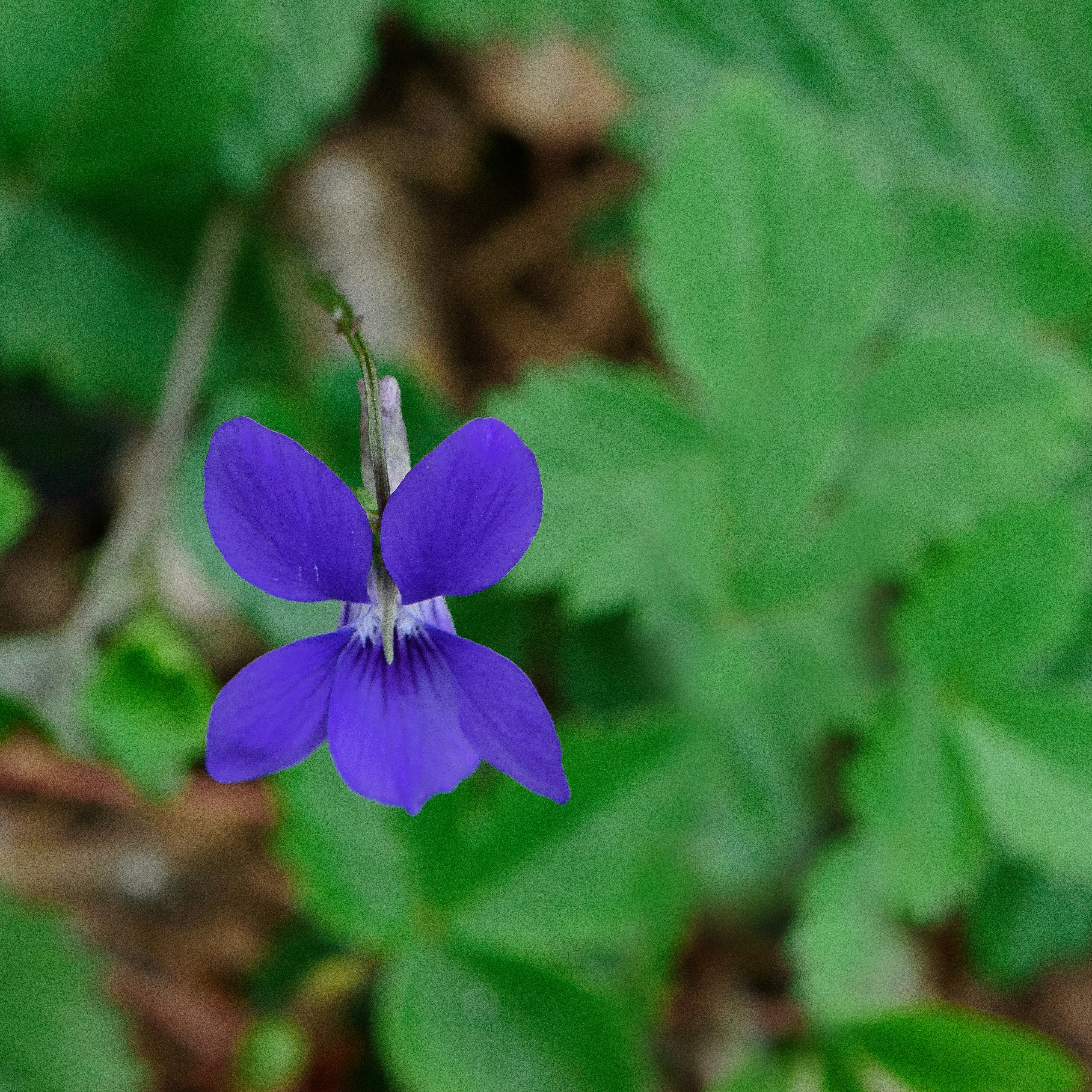 Azure Bloom: A Violet Vignette in Soft Focus