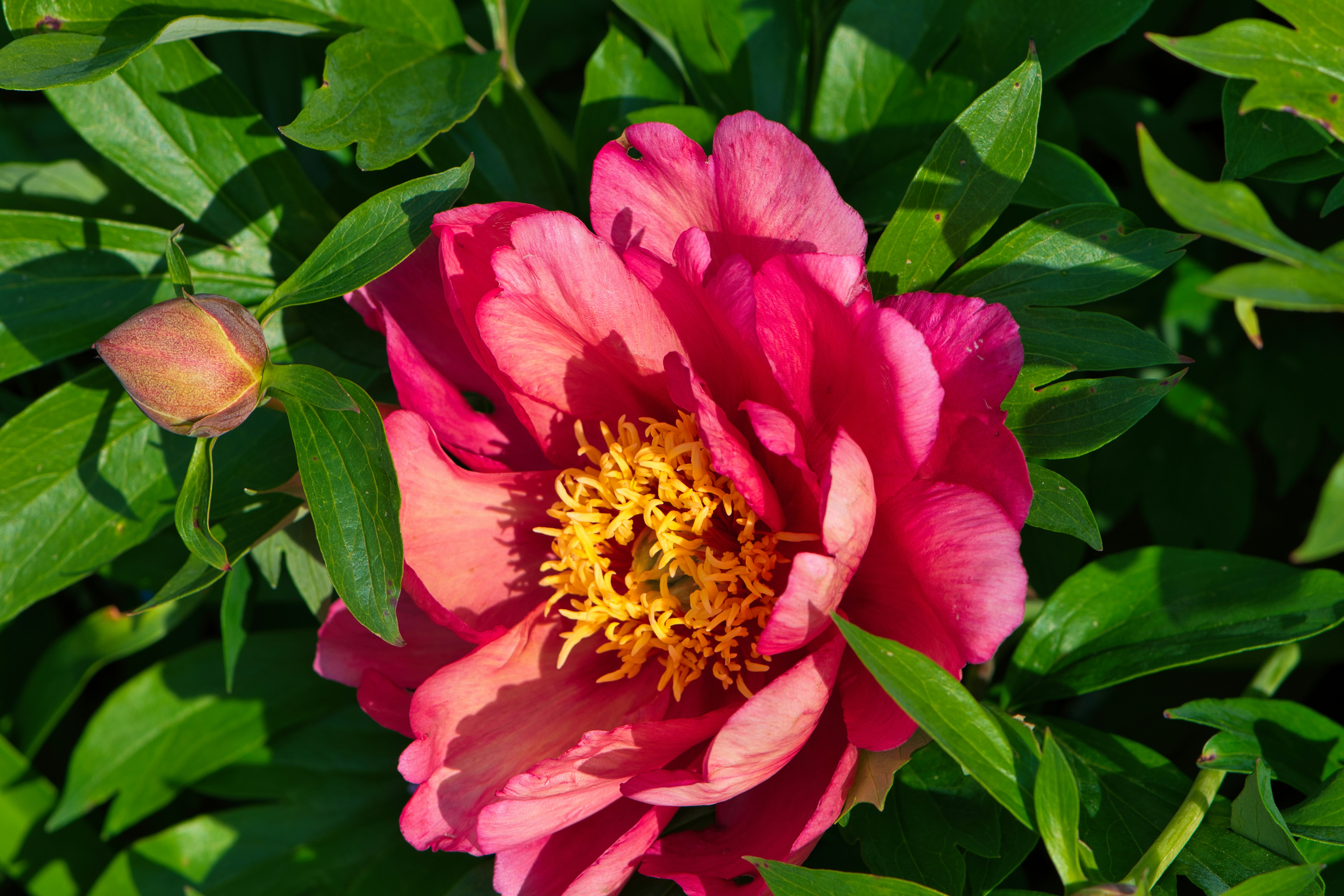 Vivid Pink Peony in Bloom with Sunlit Stamen